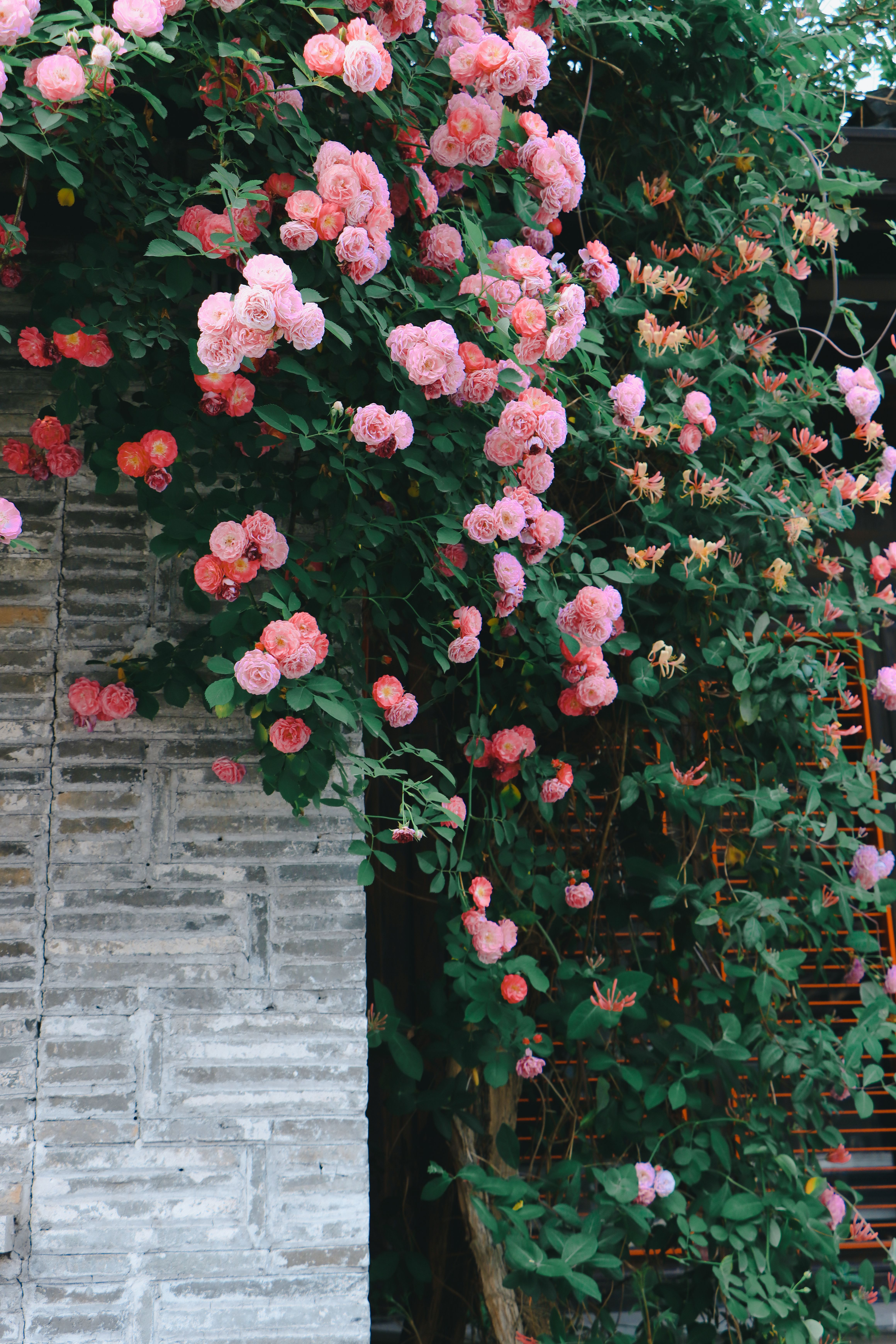 Vibrant Climbing Roses on Rustic Brick Wall · Free Stock Photo
