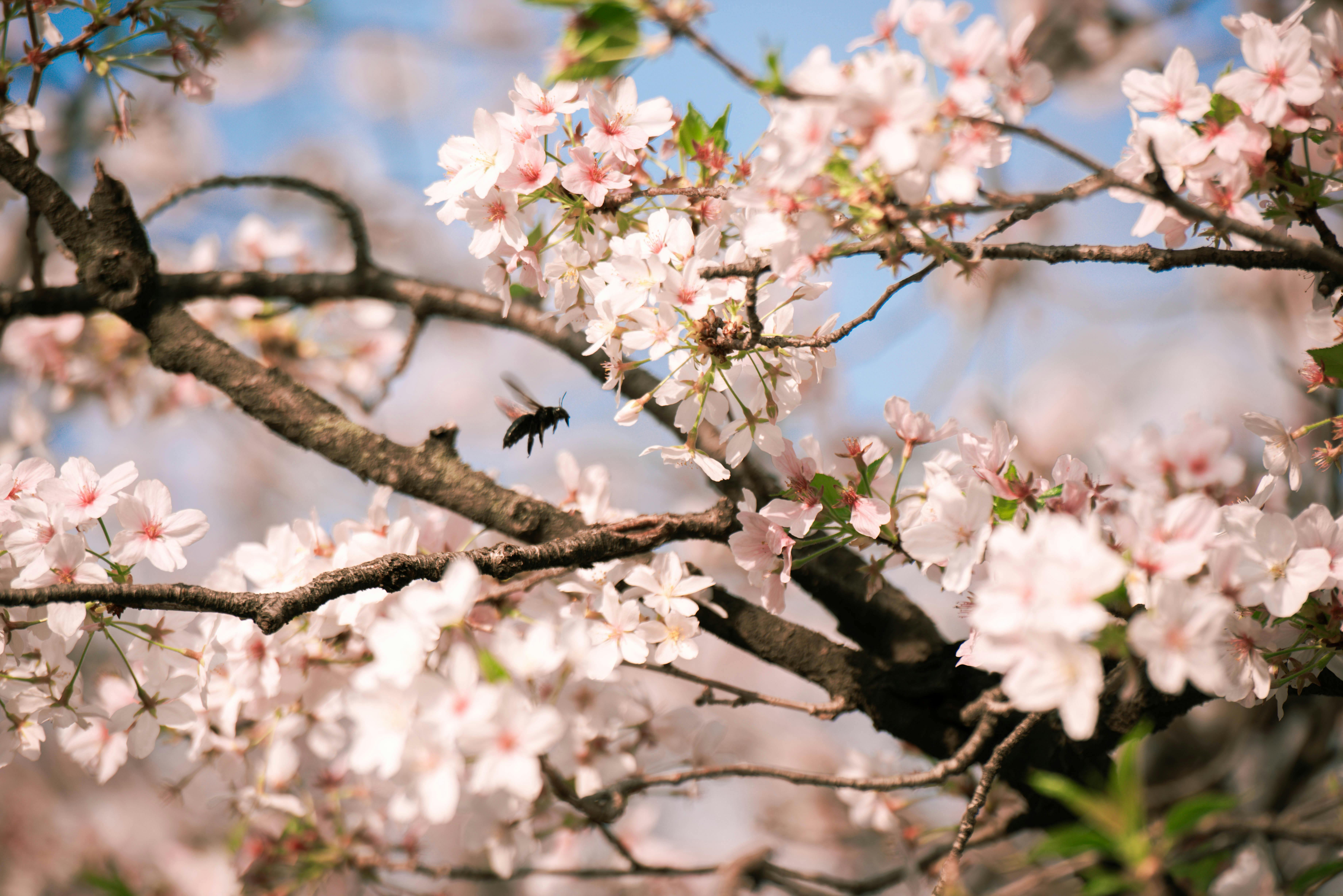 Bee Flying Near Cherry Blossom Flowers in Spring · Free Stock Photo