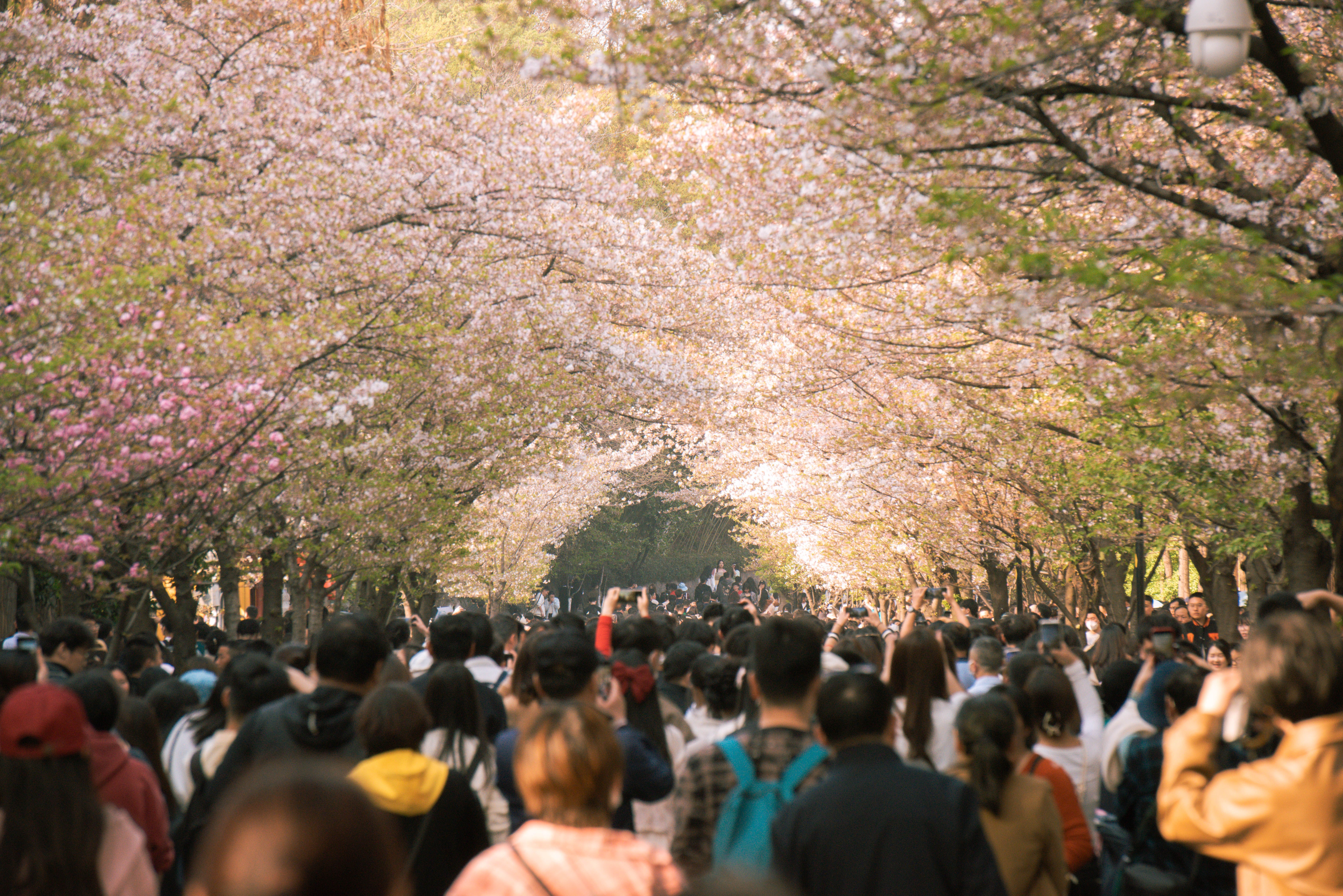 Crowd Enjoying Cherry Blossoms in Spring Park · Free Stock Photo