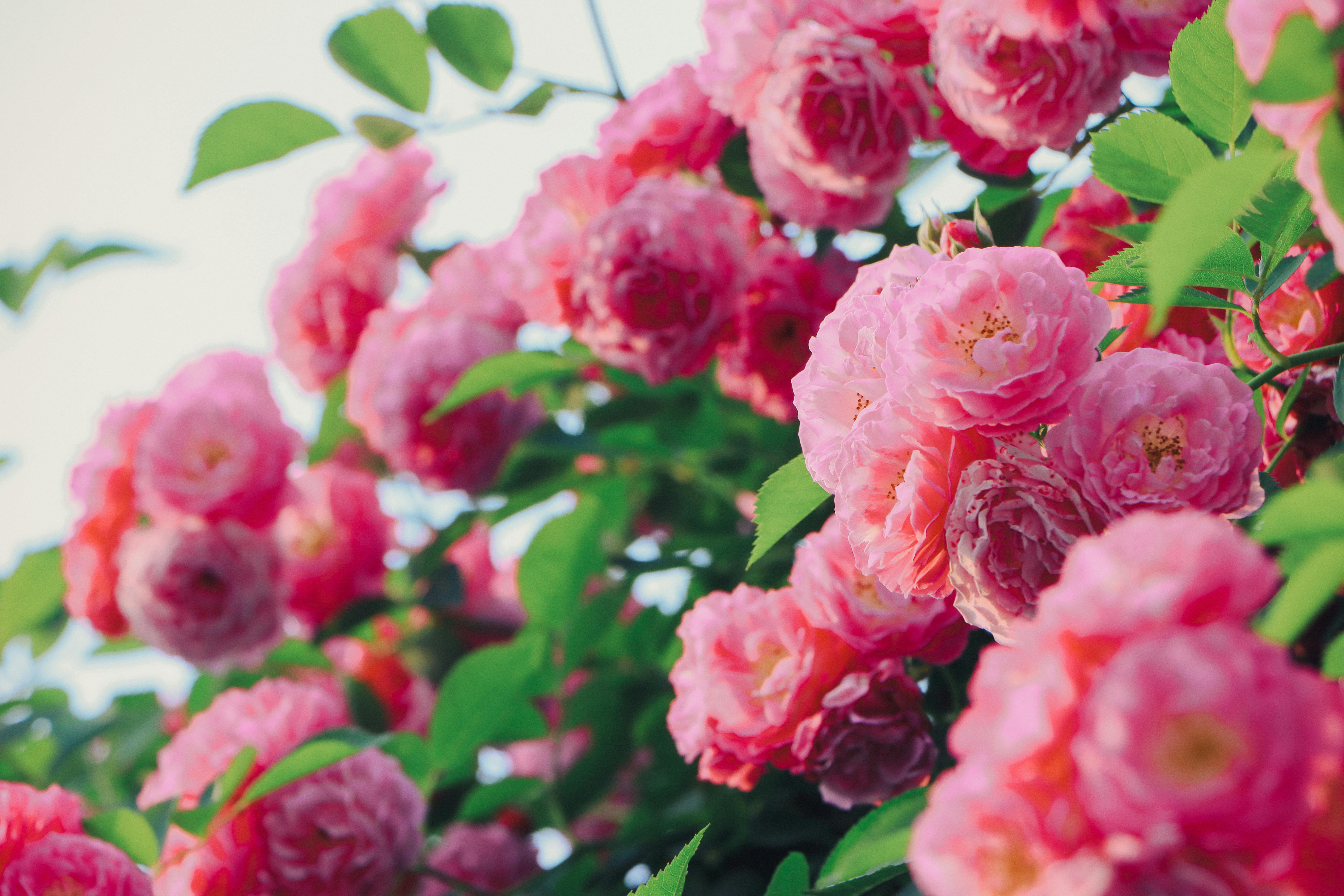 A bush of pink roses in the sun · Free Stock Photo