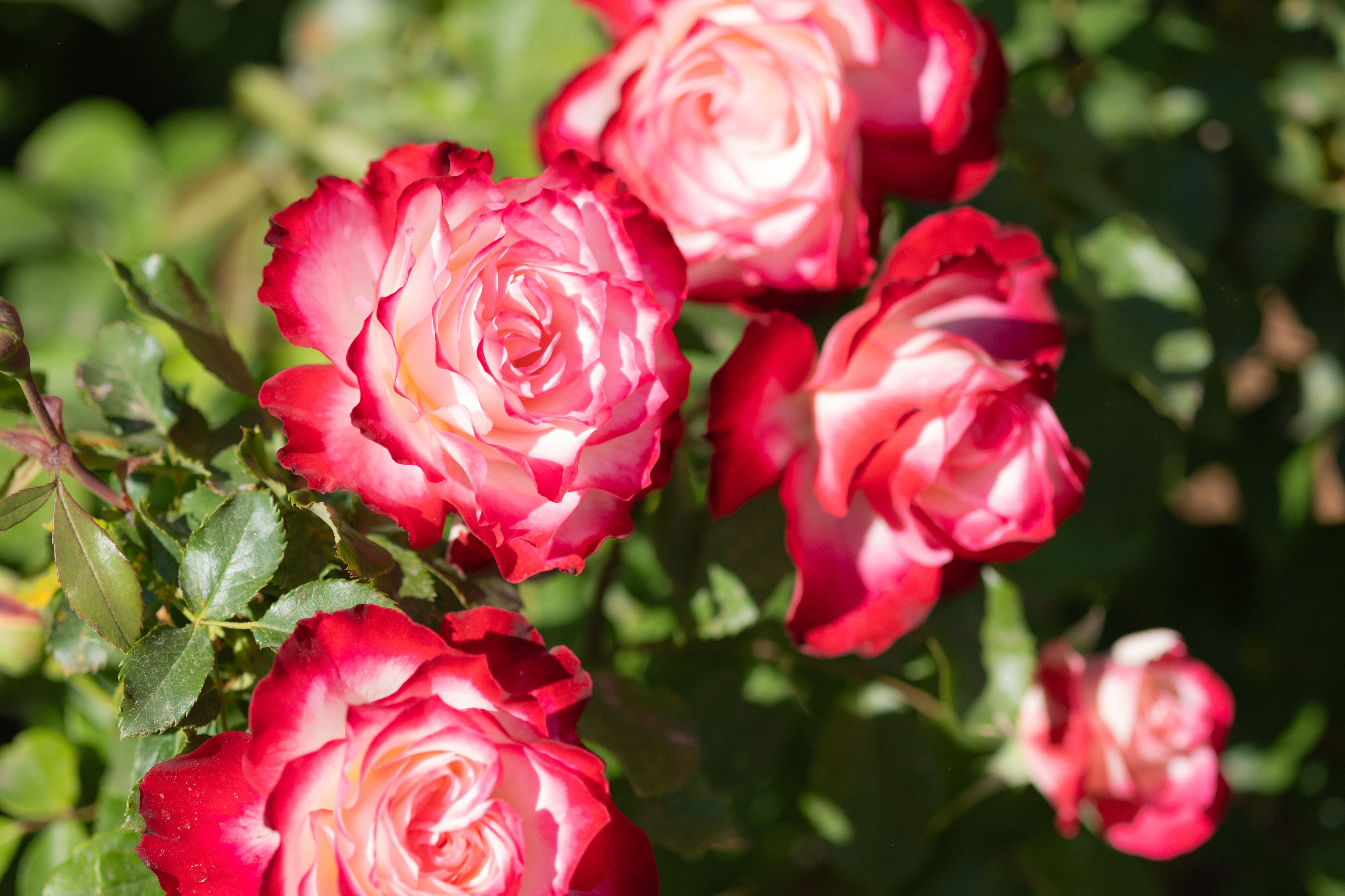 Vibrant Red and White Roses Blooming in Spring · Free Stock Photo