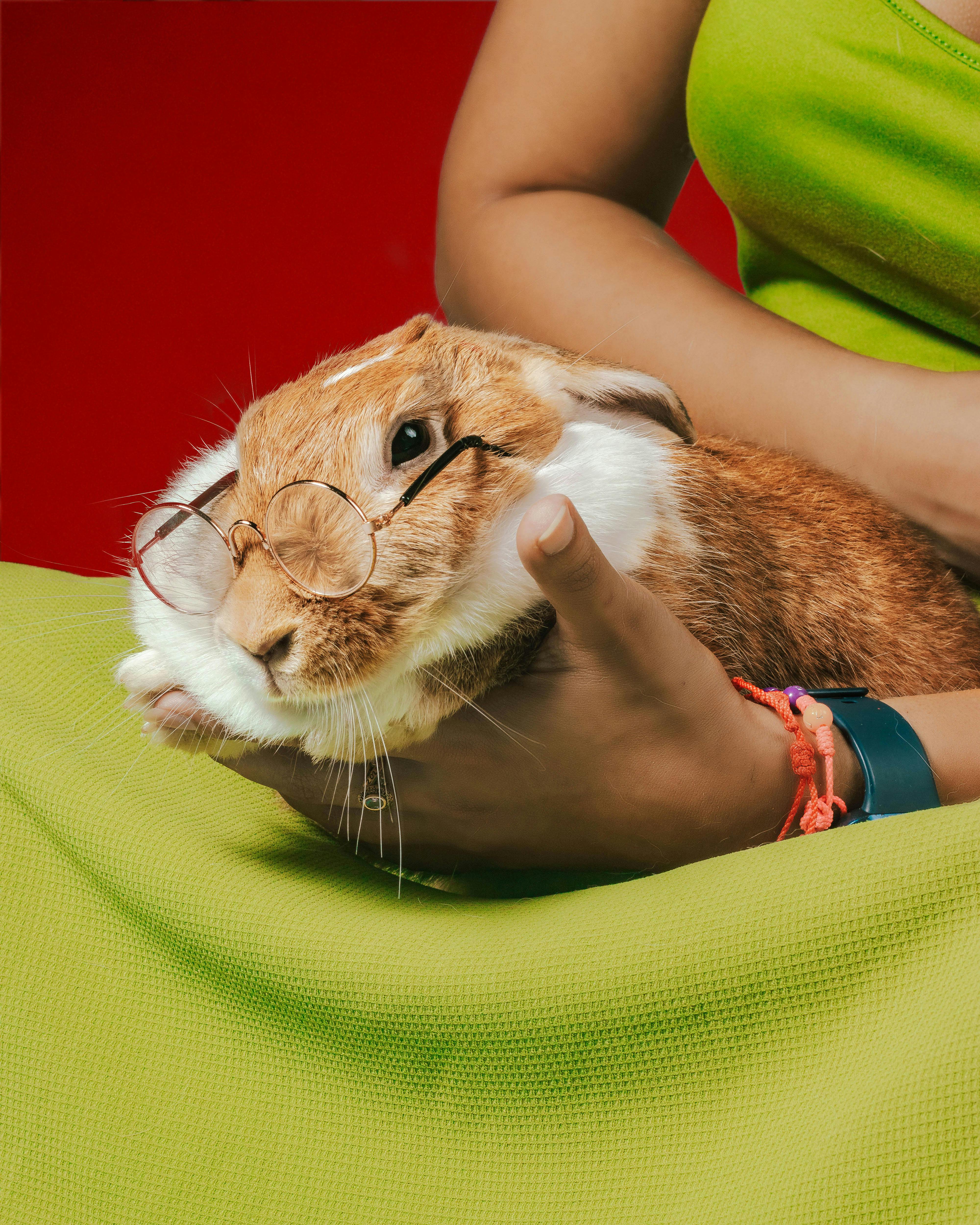 Adorable Rabbit in Glasses Held by Person · Free Stock Photo