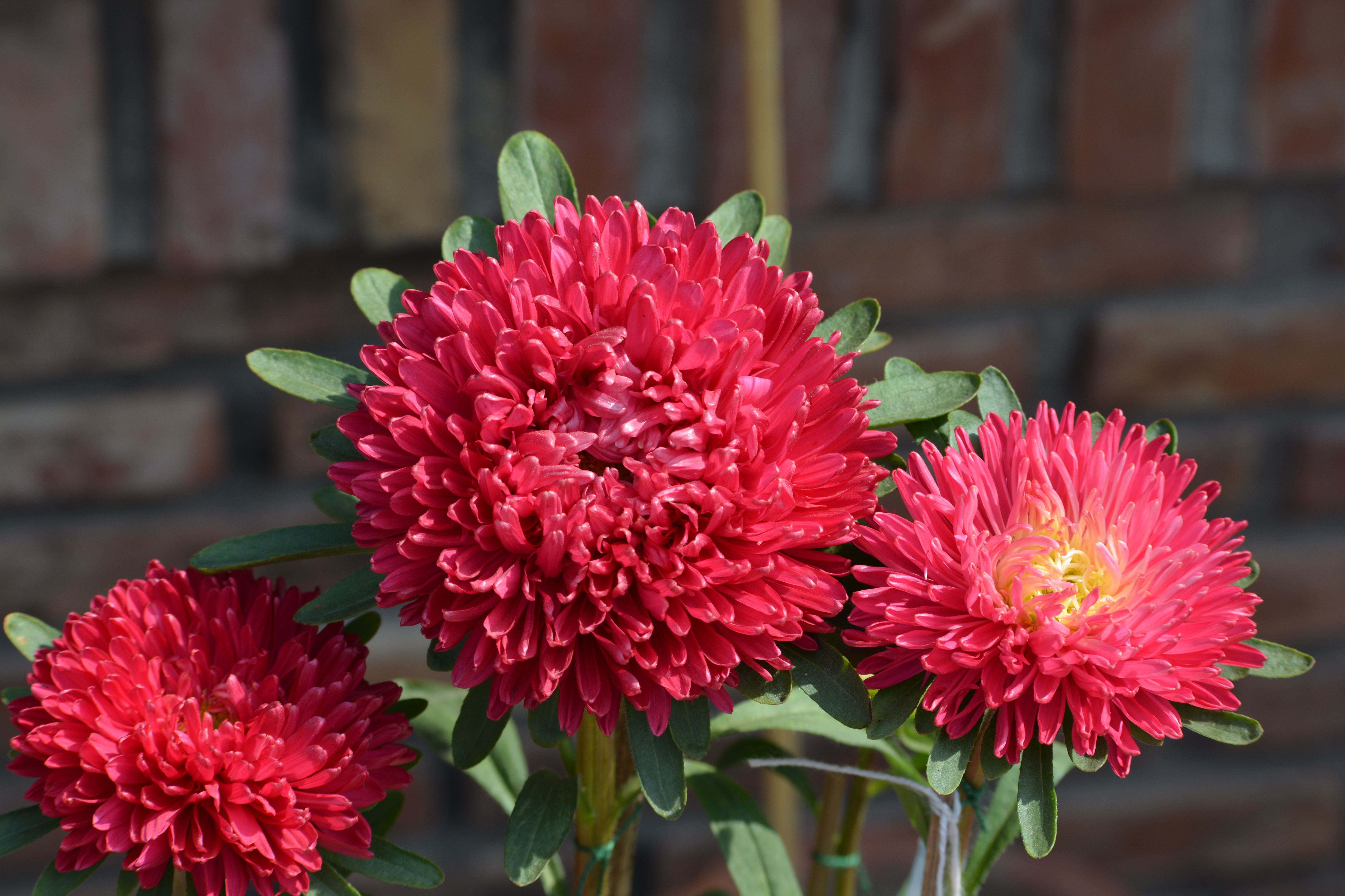 Vibrant Red Asters in Bloom Against Brick Wall · Free Stock Photo