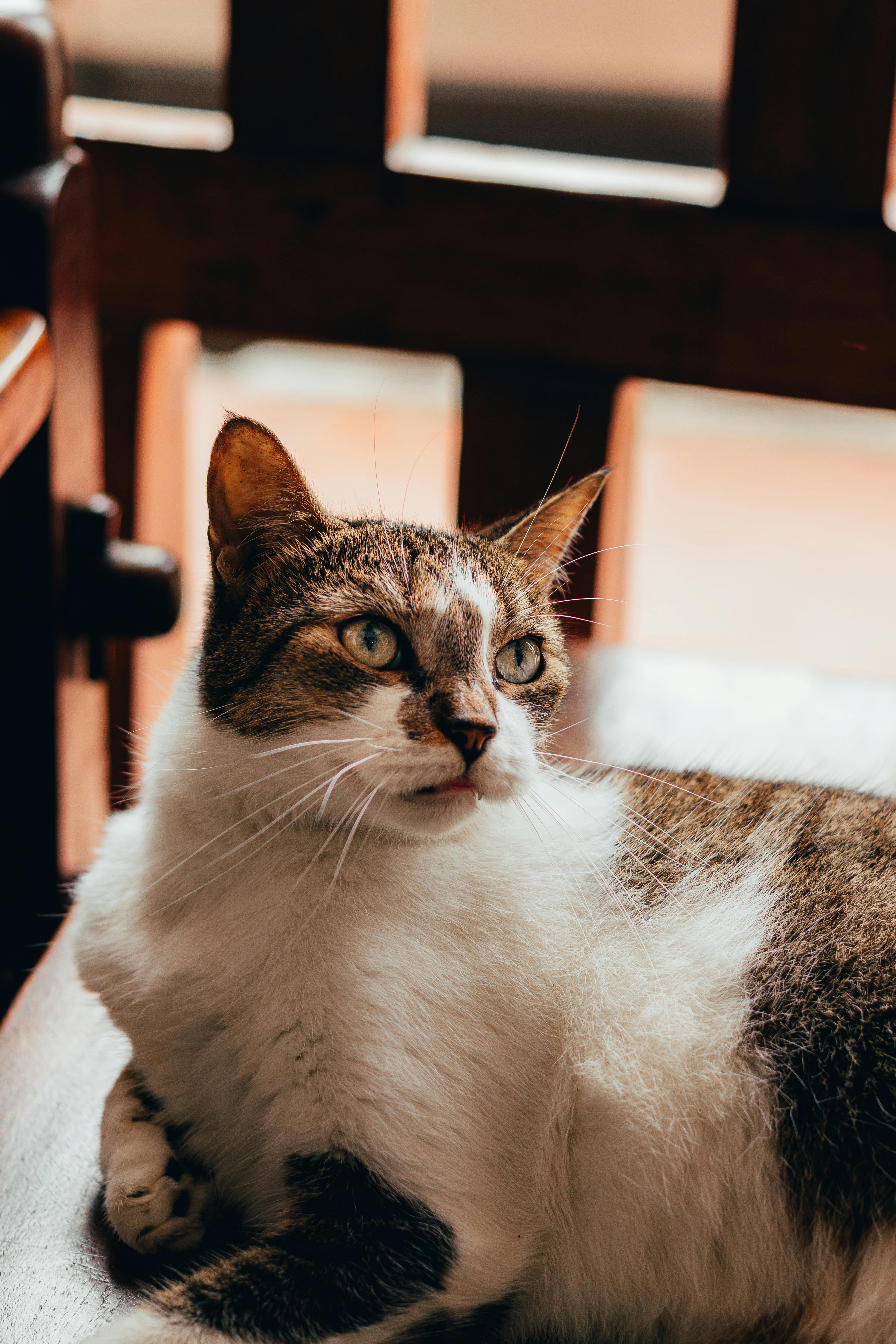 Horror+Claw Photos, Download The BEST Free Horror+Claw Stock Photos ...