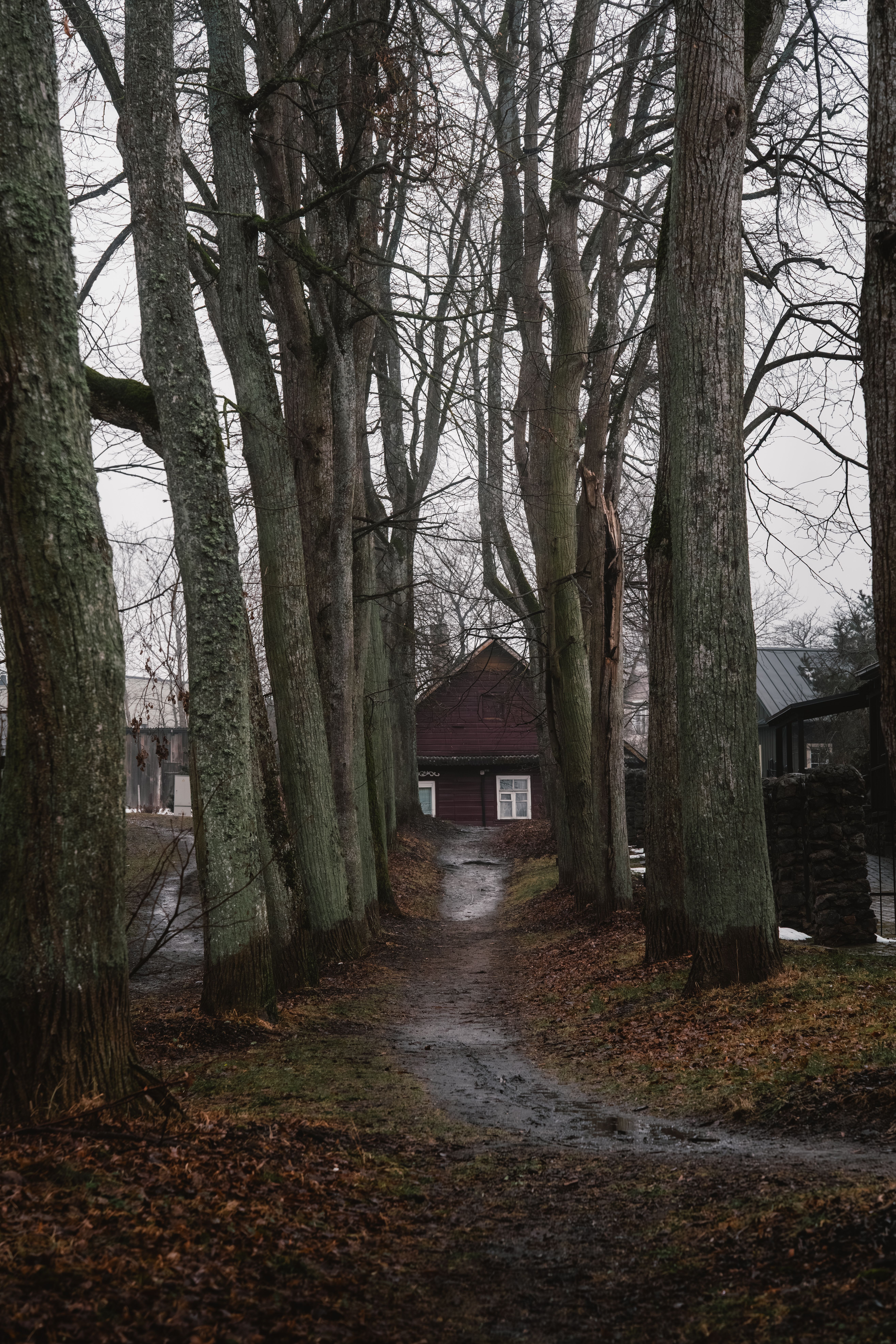 Serene Winter Woodland Path to Cozy Cottage · Free Stock Photo