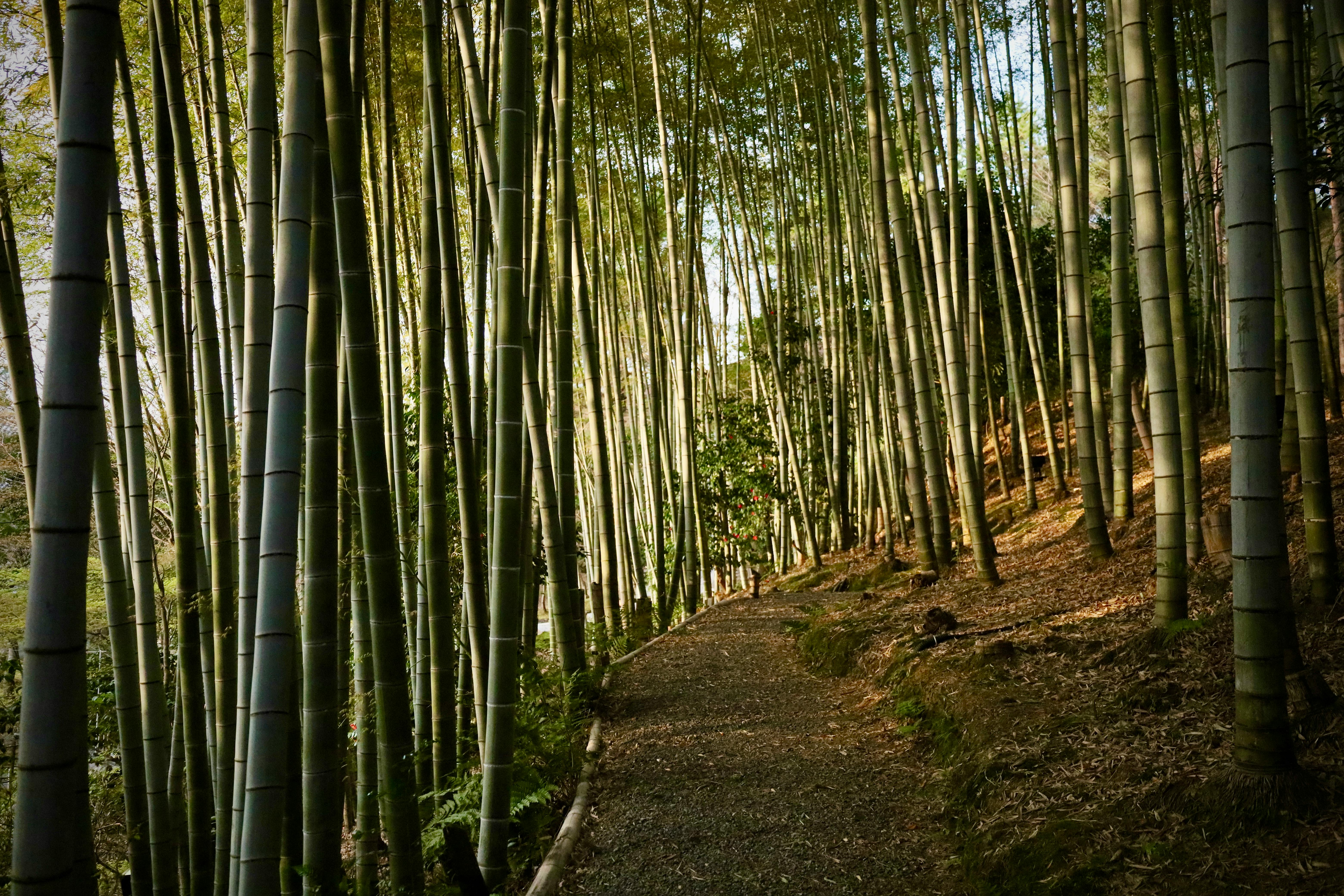 Scenic View of Bamboo Trees · Free Stock Photo