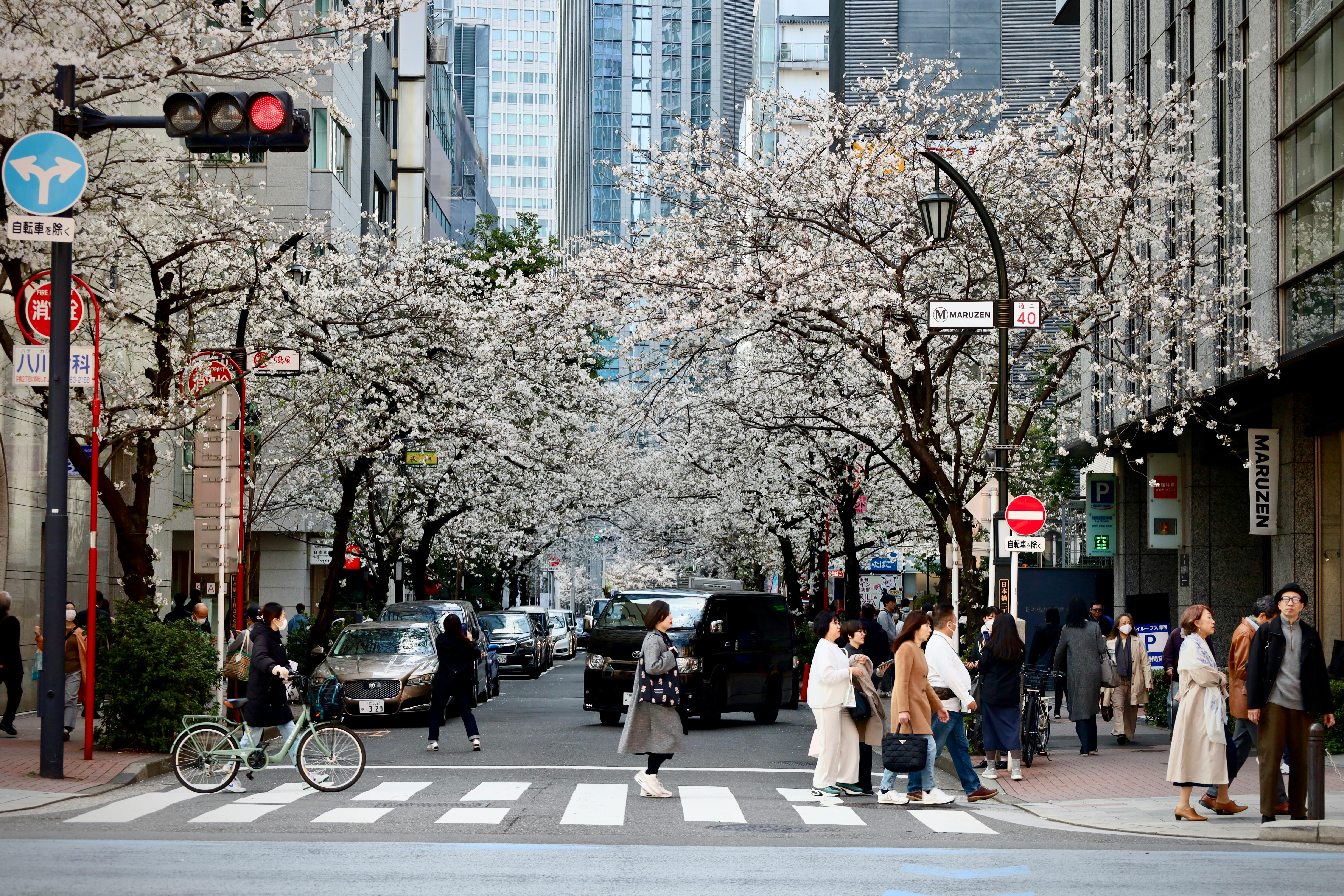 Springtime in Shinjuku Tokyo with Cherry Blossoms · Free Stock Photo