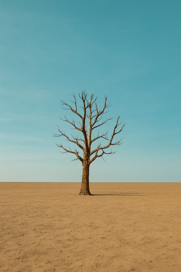 Dead Tree Photos, Download The BEST Free Dead Tree Stock Photos & HD Images