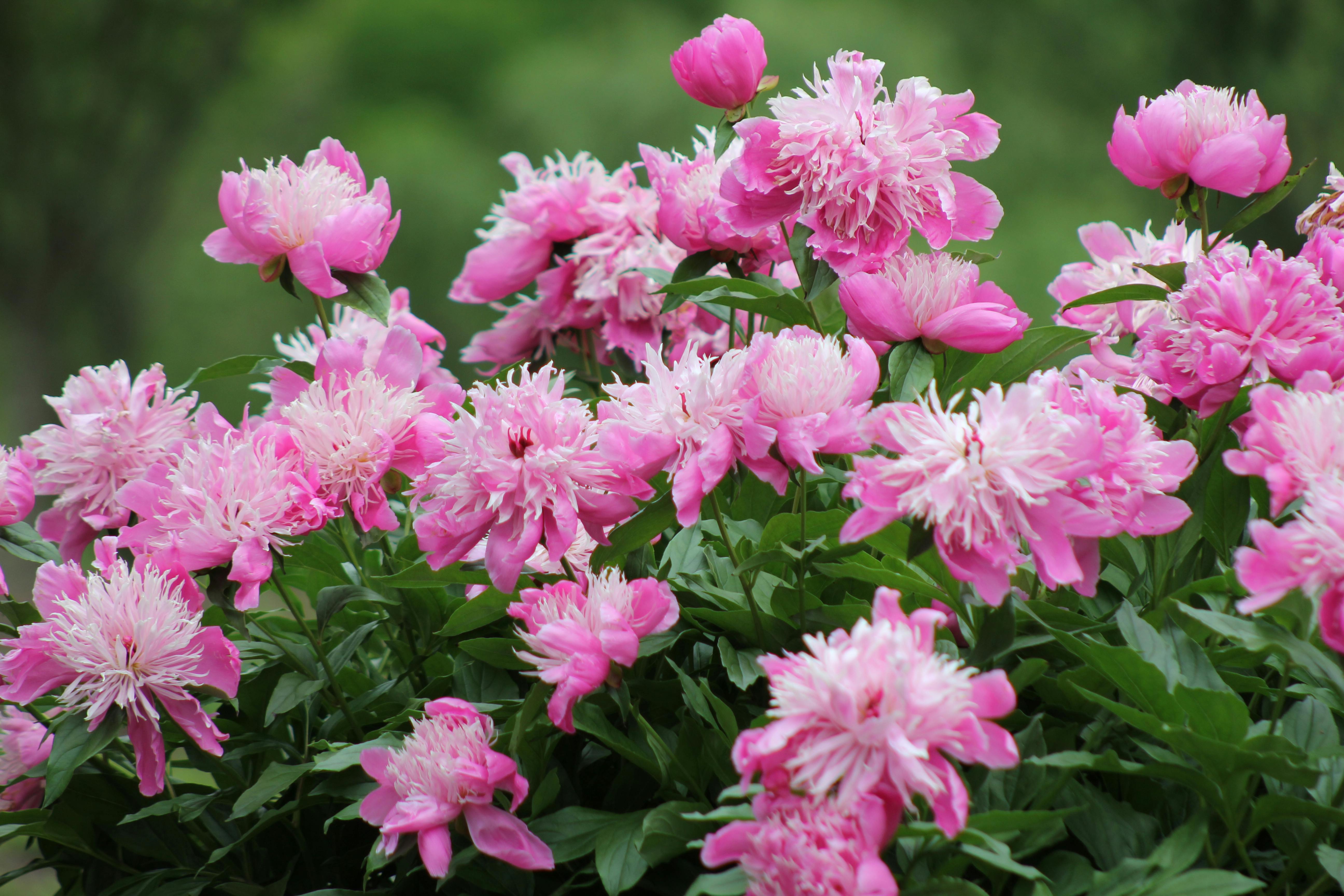 Vibrant Pink Peonies in Full Bloom Outdoors · Free Stock Photo