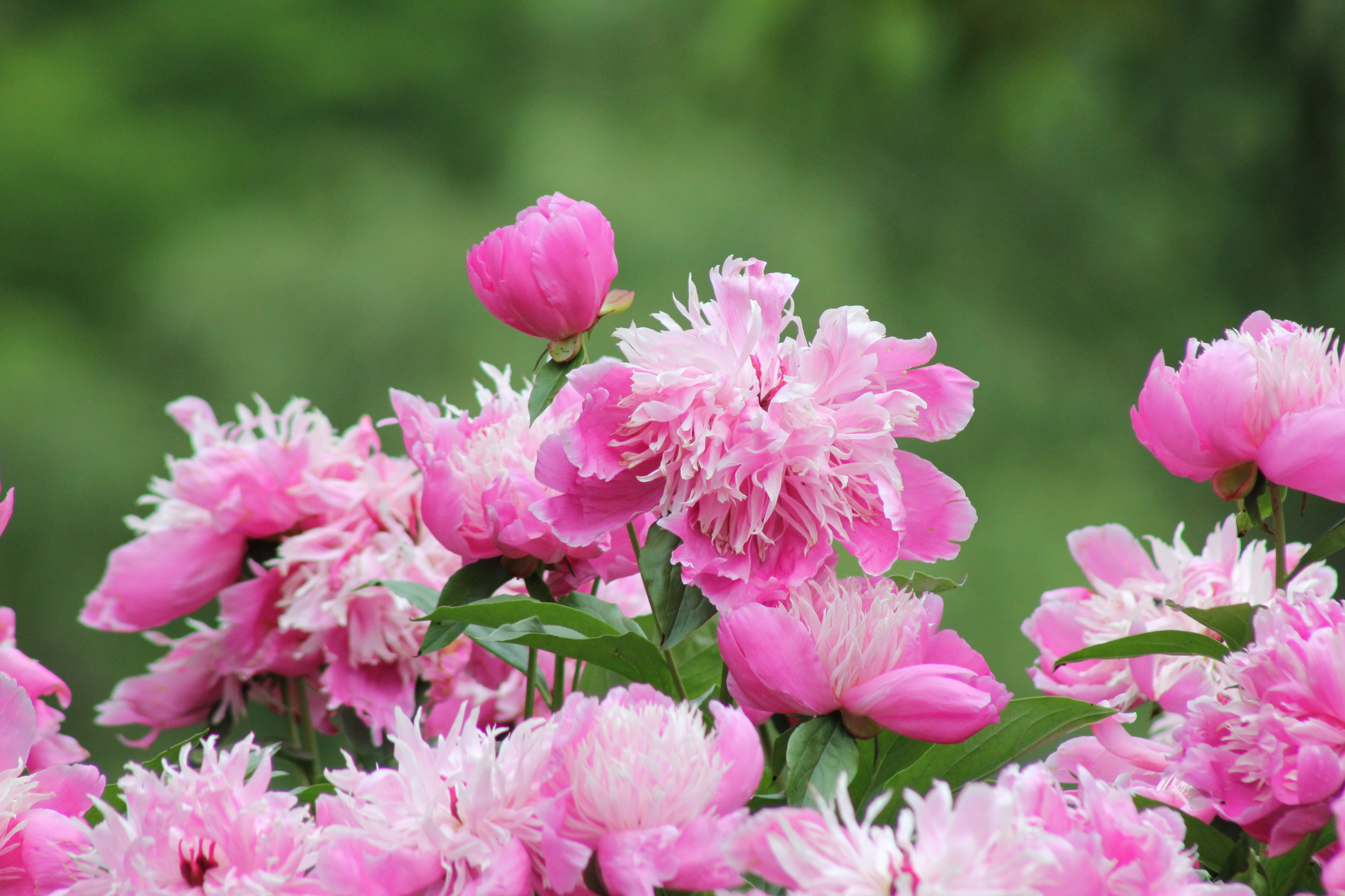 Bunga Peony Merah Muda Cerah Mekar Di Taman Yang Rimbun · Foto Stok Gratis