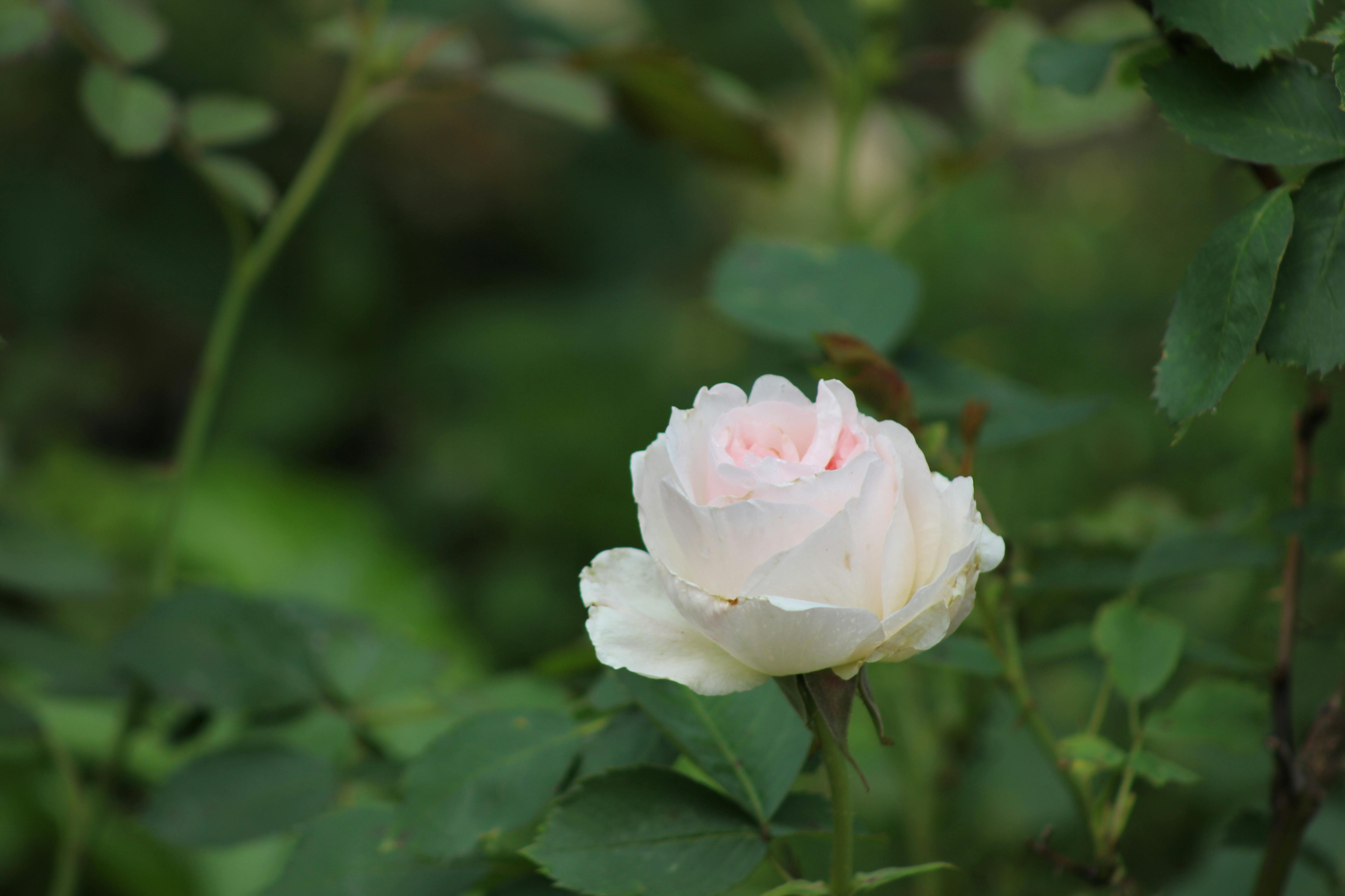 Delicate White Rose Blossoming in Garden · Free Stock Photo
