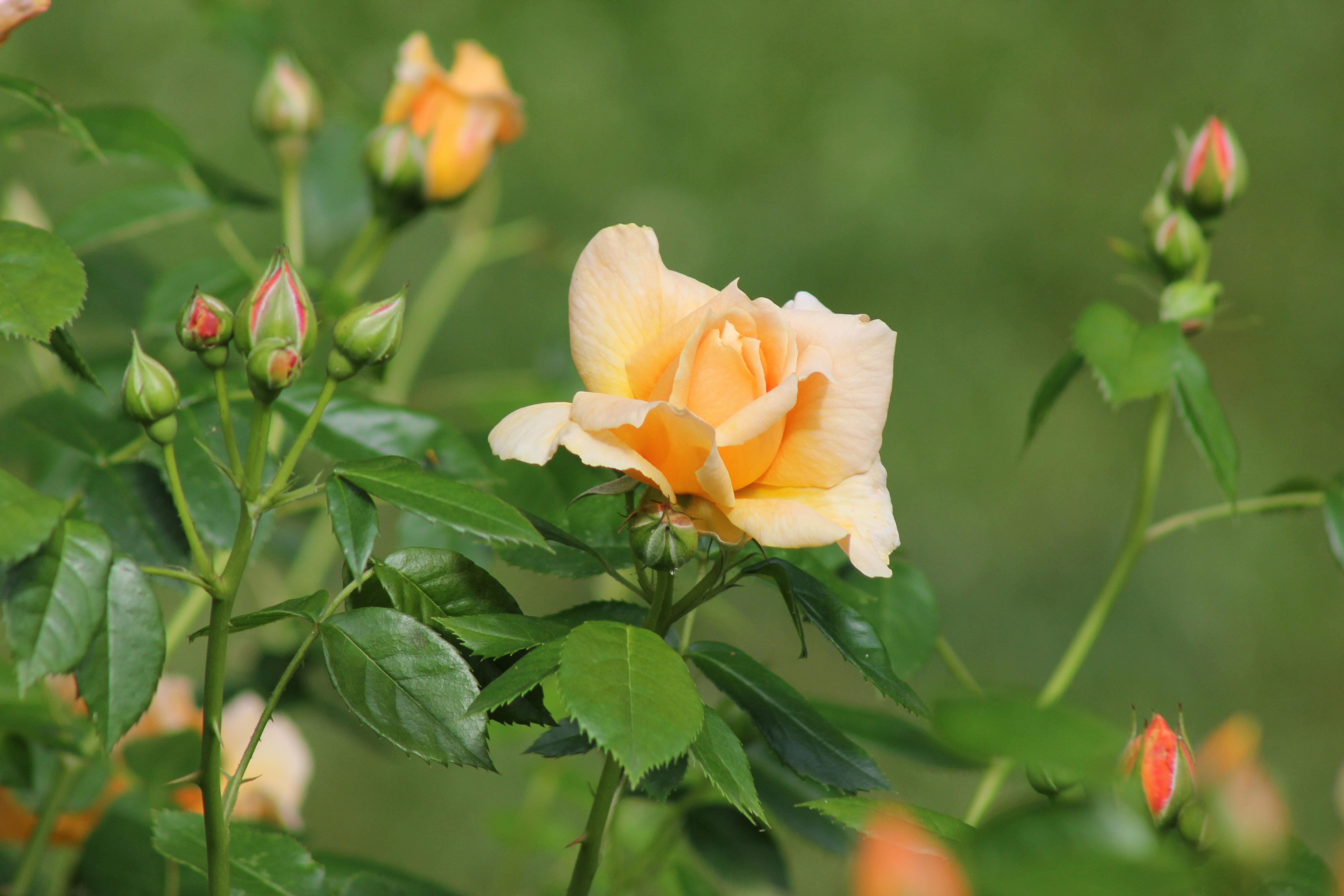 Close-up of Blooming Yellow Rose in Garden · Free Stock Photo