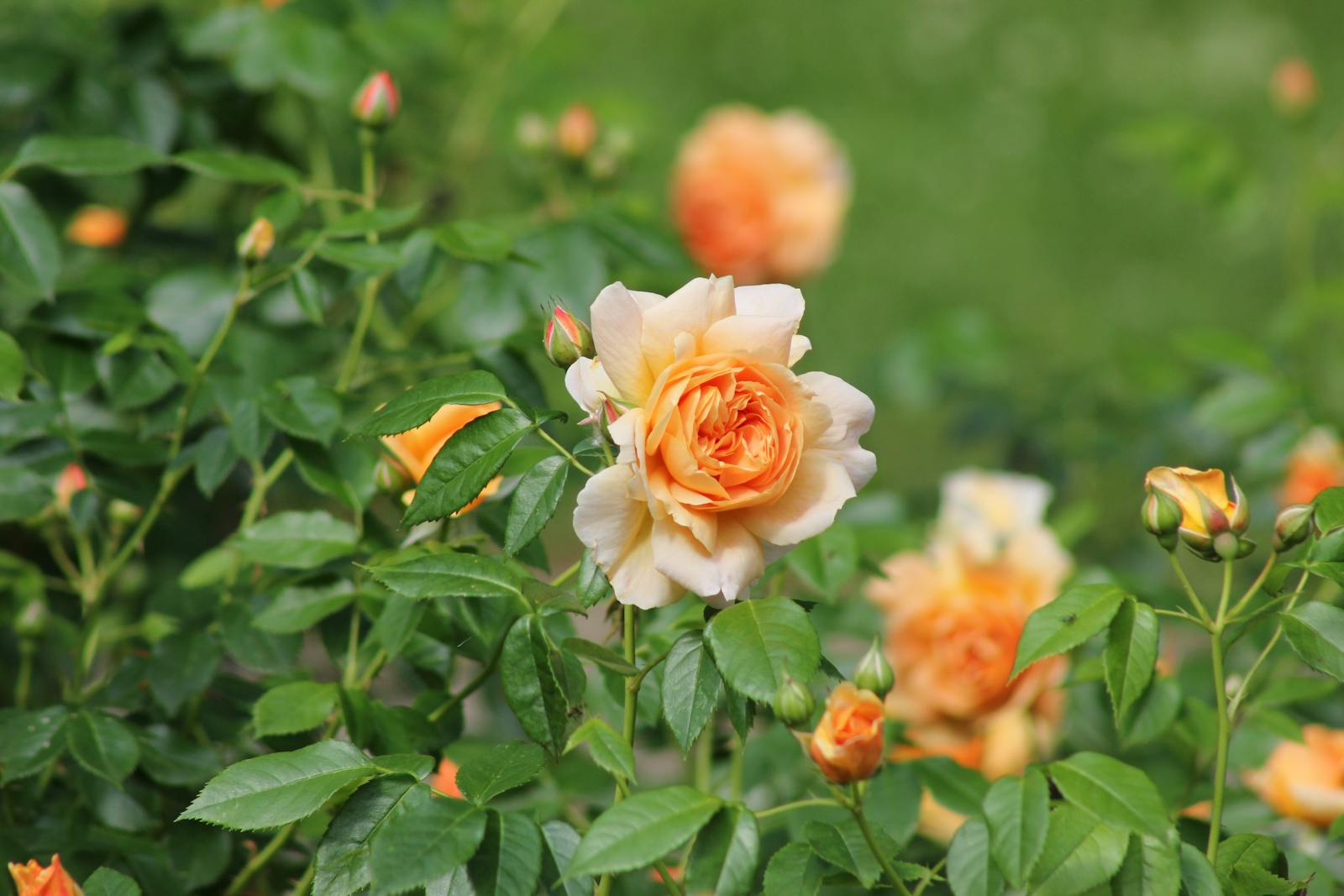 Rose Bush Photos, Download The BEST Free Rose Bush Stock Photos & HD Images