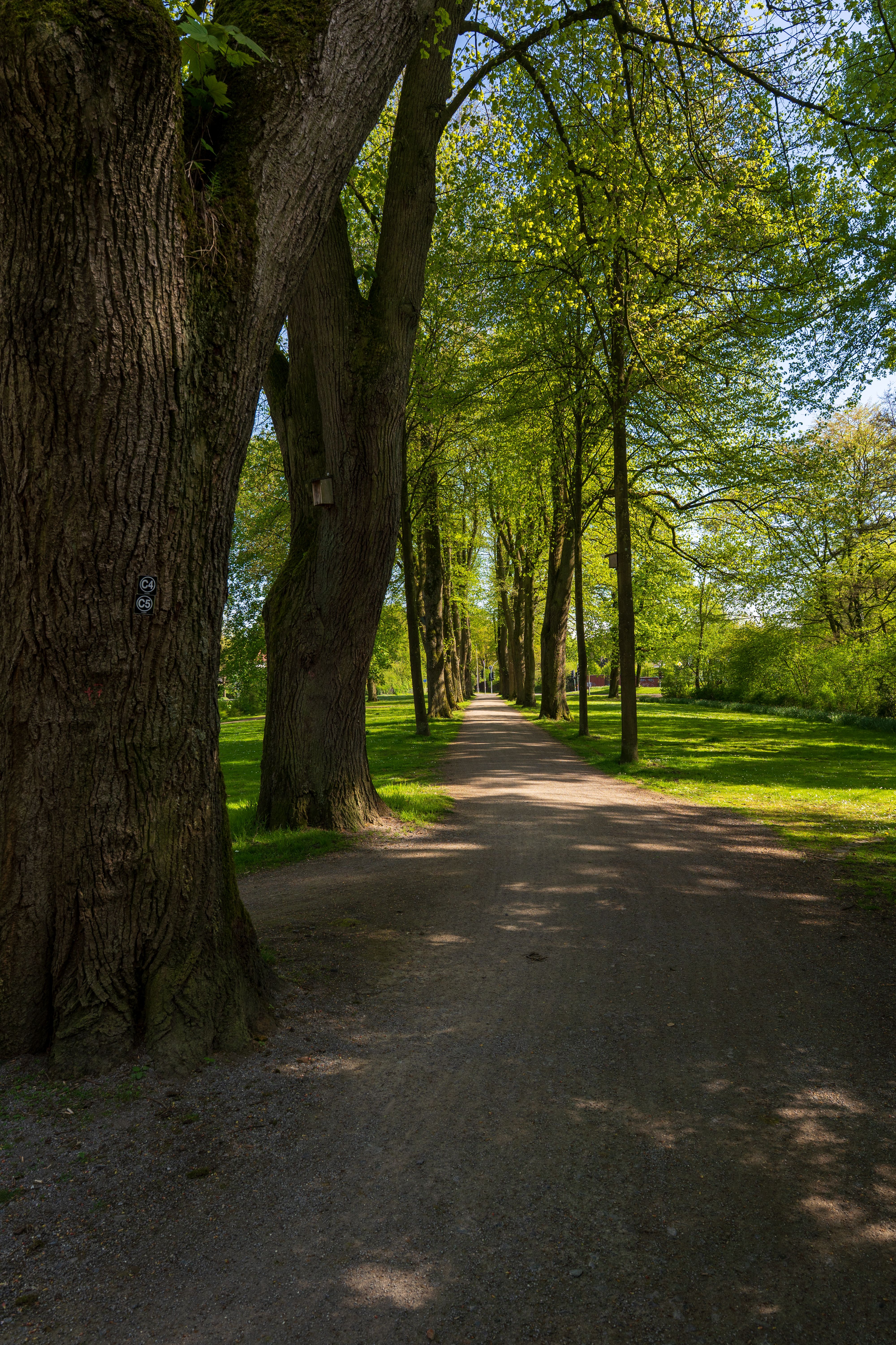 Tranquil Tree-Lined Pathway in Sunlit Park · Free Stock Photo