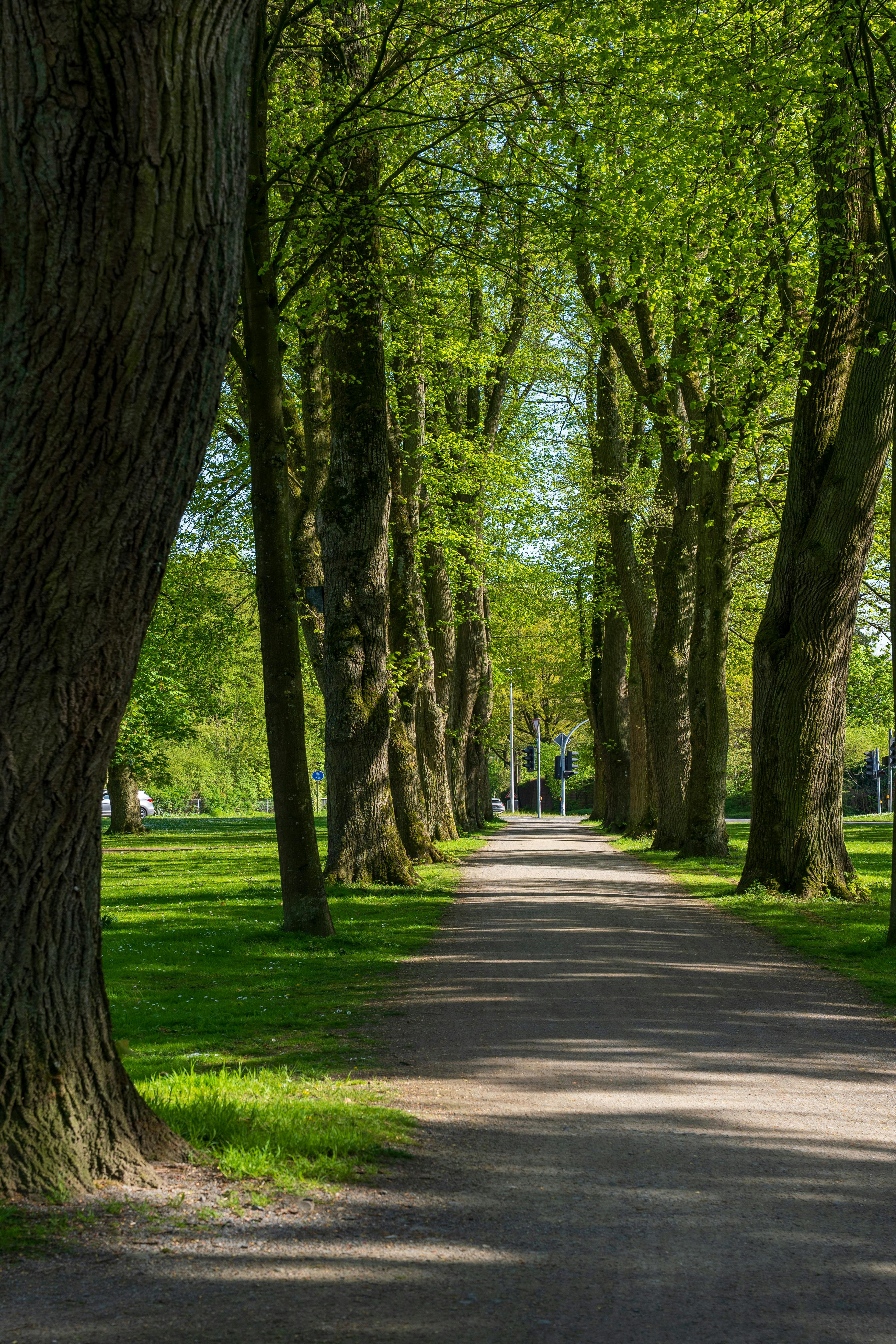 Serene Tree-Lined Pathway in Springtime · Free Stock Photo