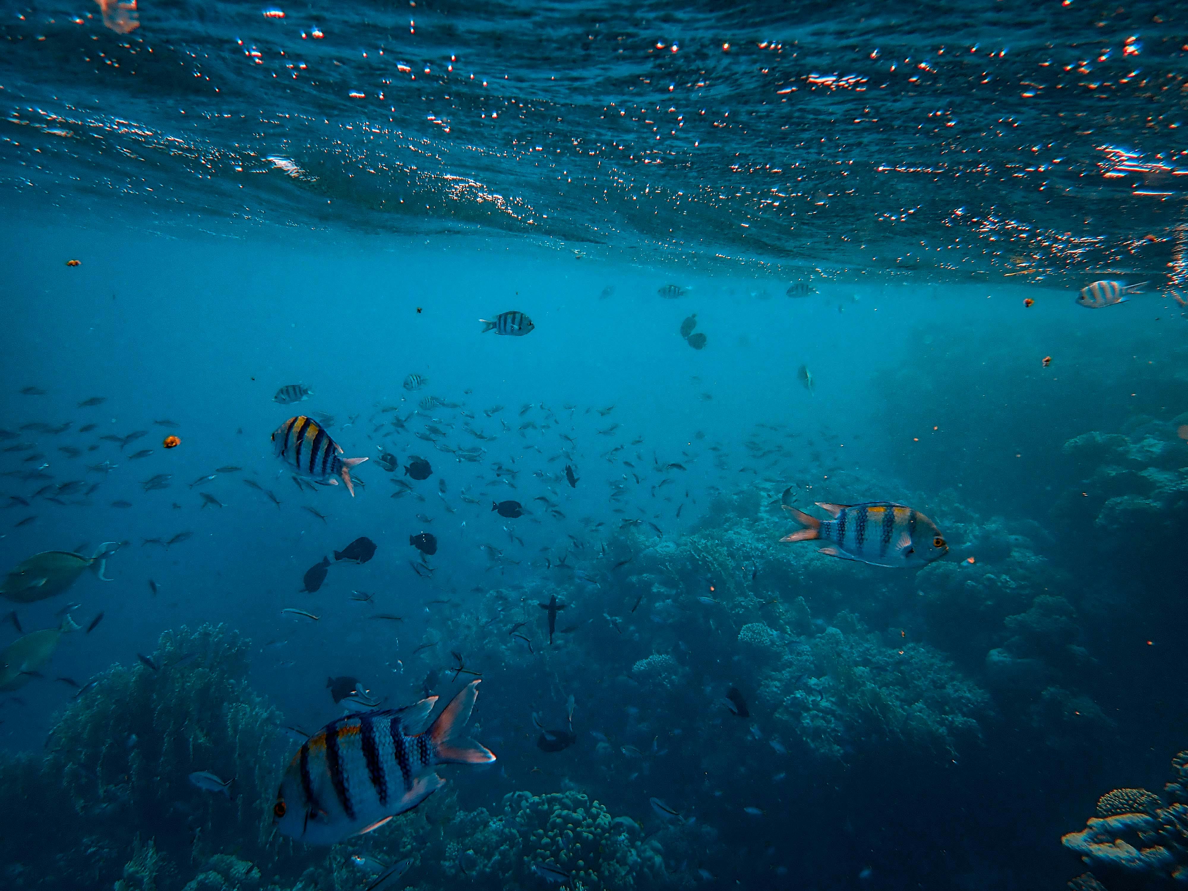 School of Fish in Ocean · Free Stock Photo
