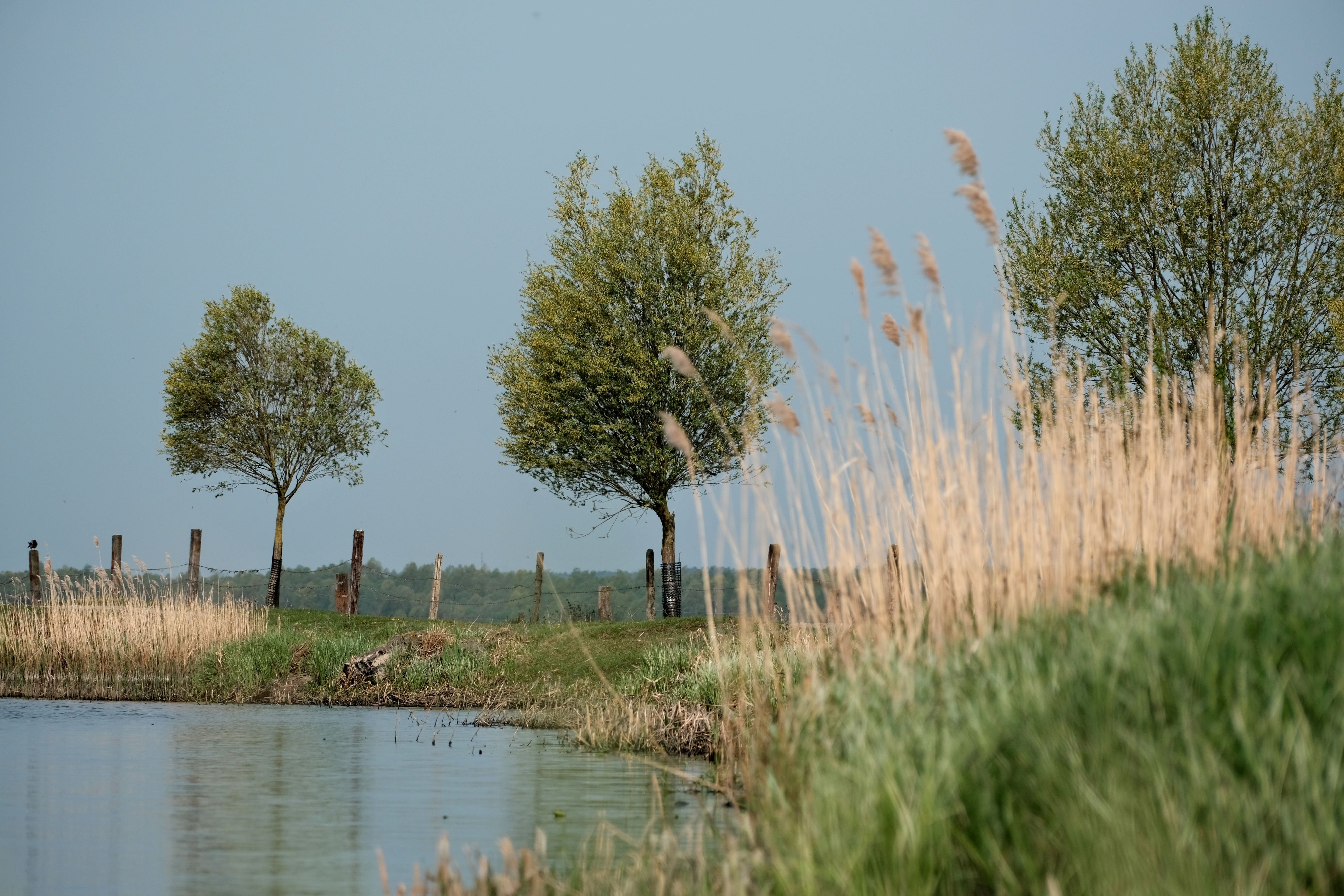 Scenic Tranquil Lakeside View with Trees and Grasses · Free Stock Photo