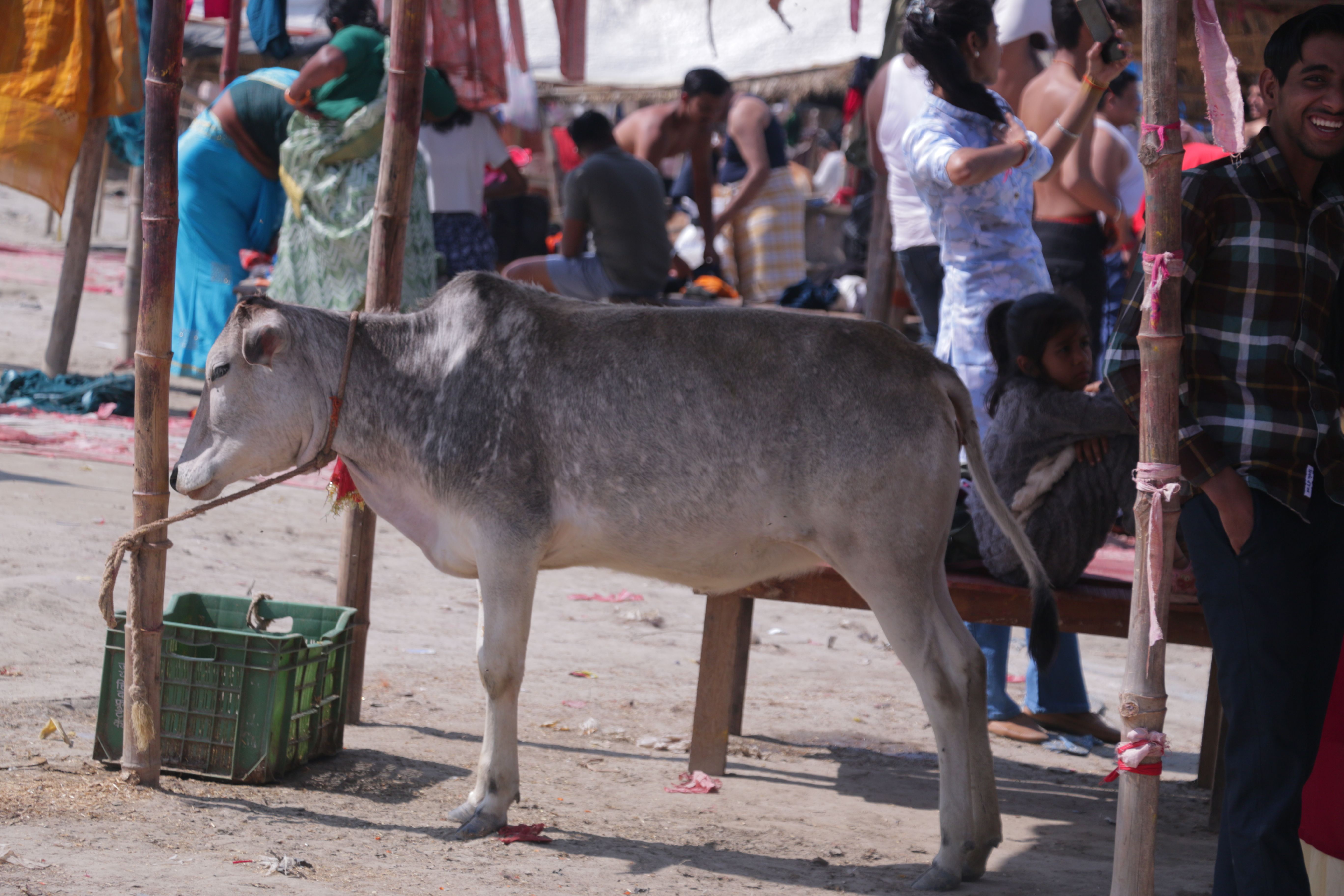 Beach Scene with Cow and People Relaxing · Free Stock Photo