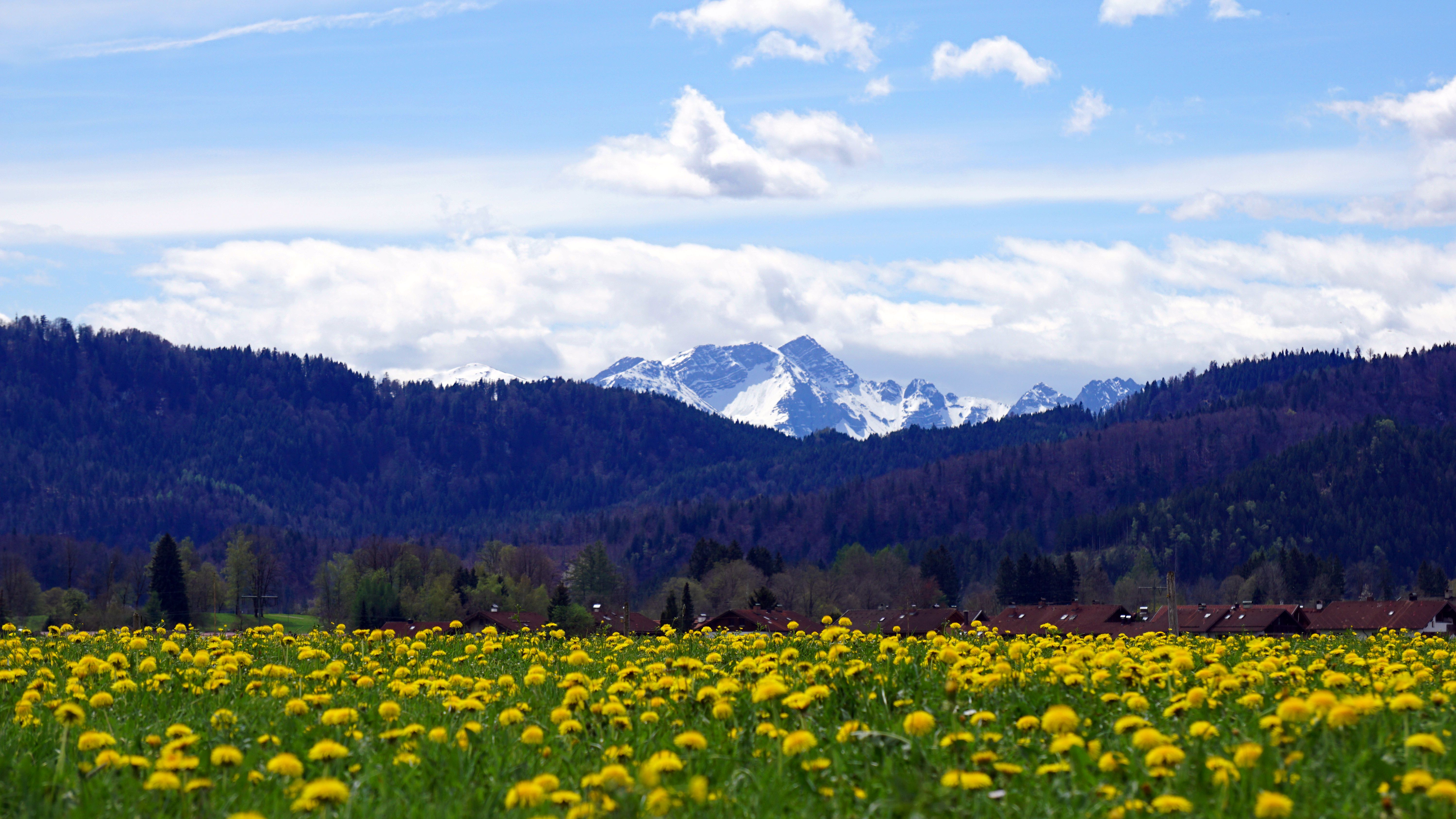 Spring Landscape of the Alps with Flower Field · Free Stock Photo