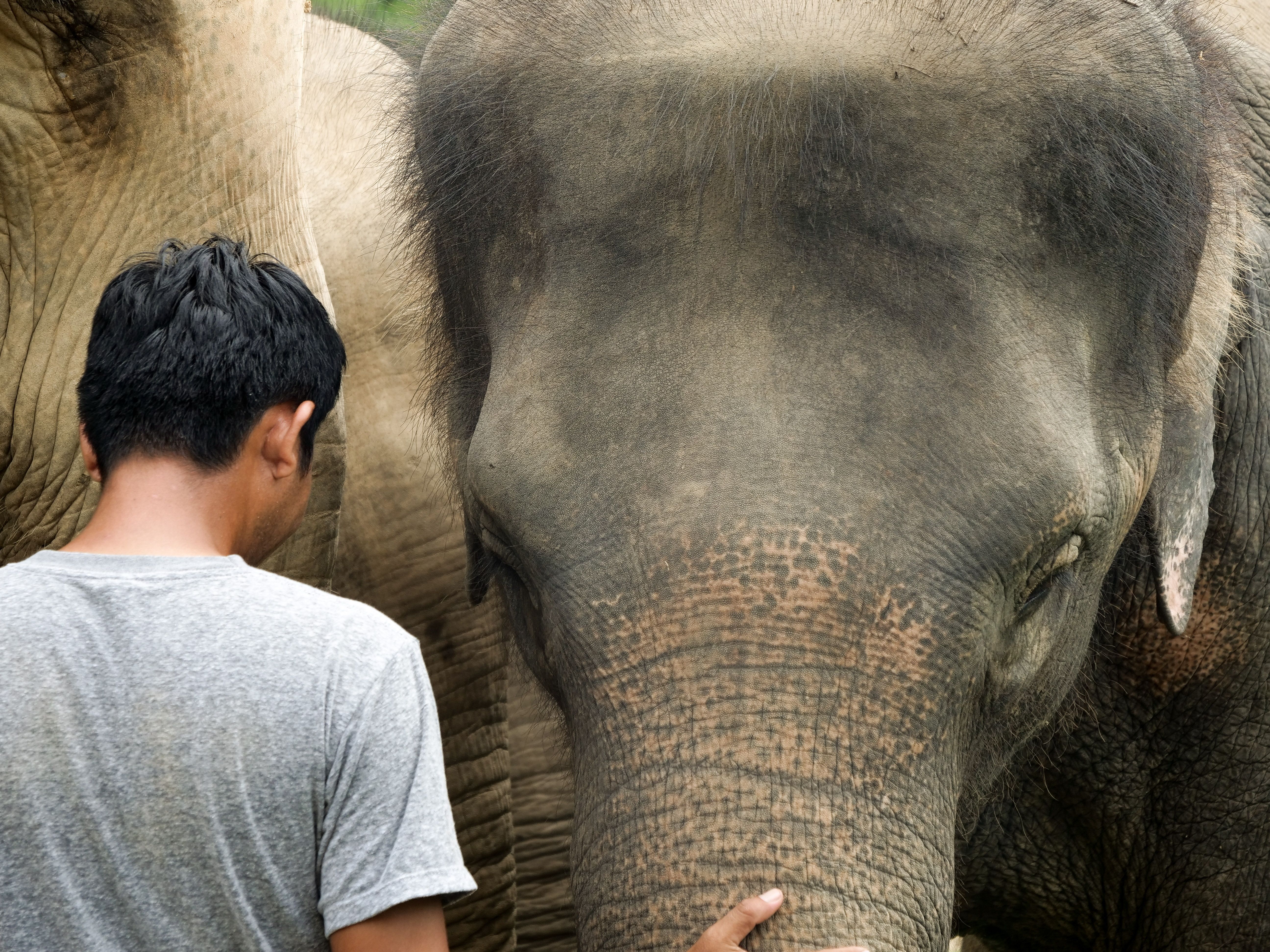 Man bonding with elephants in natural setting · Free Stock Photo