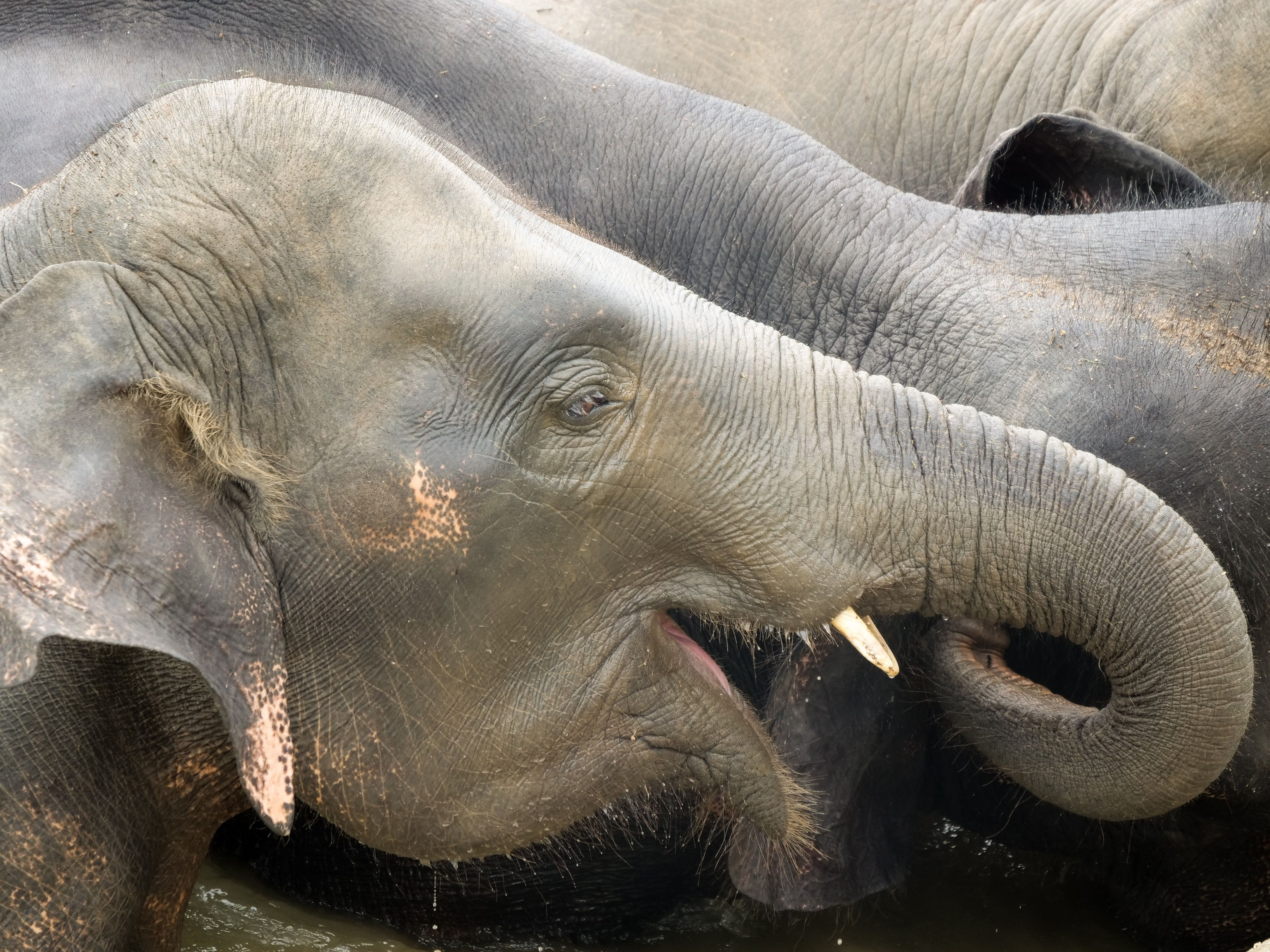 Close-up of Asian Elephants Socializing in Water · Free Stock Photo