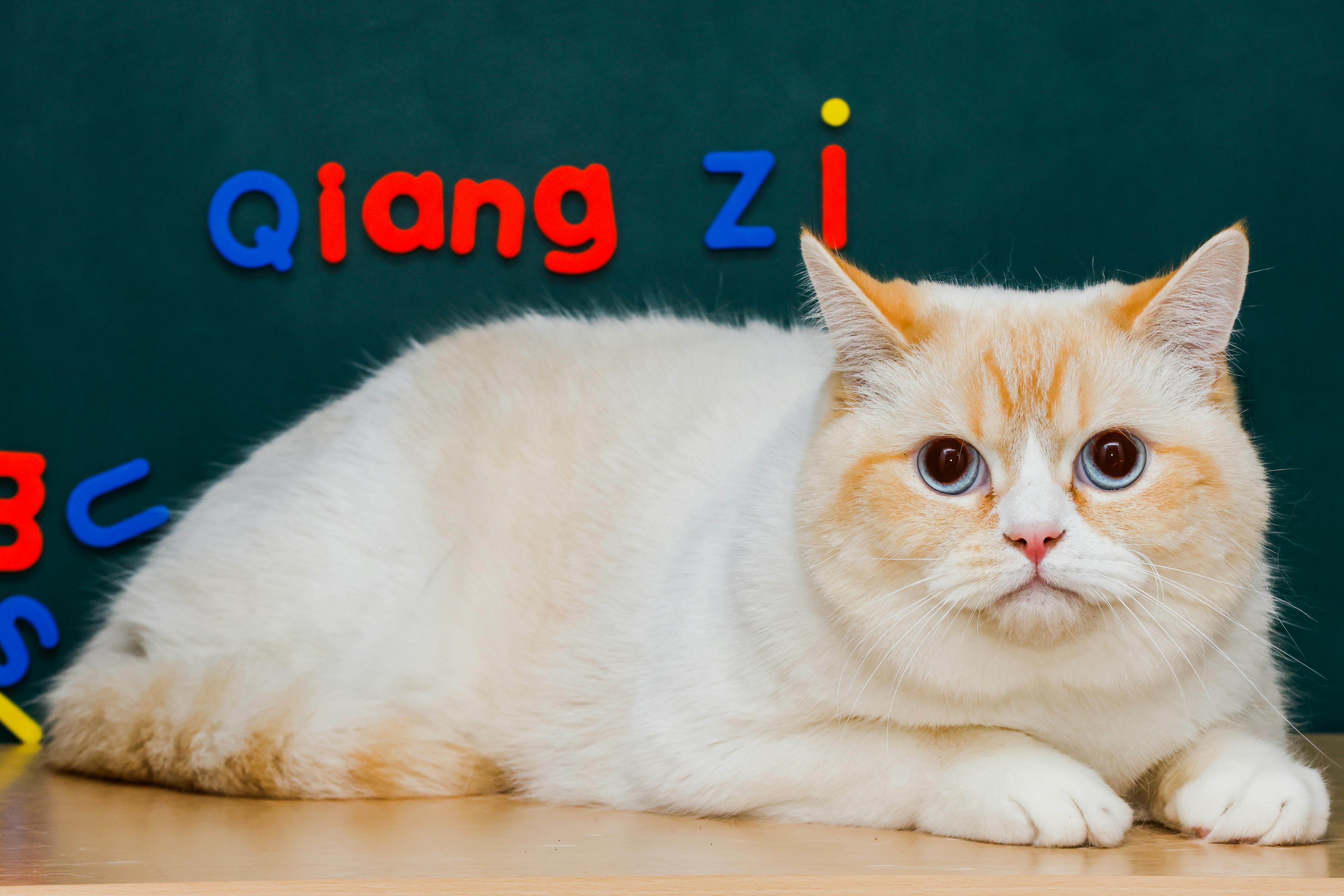 Chalkboard, School Photos, Download The BEST Free Chalkboard, School ...