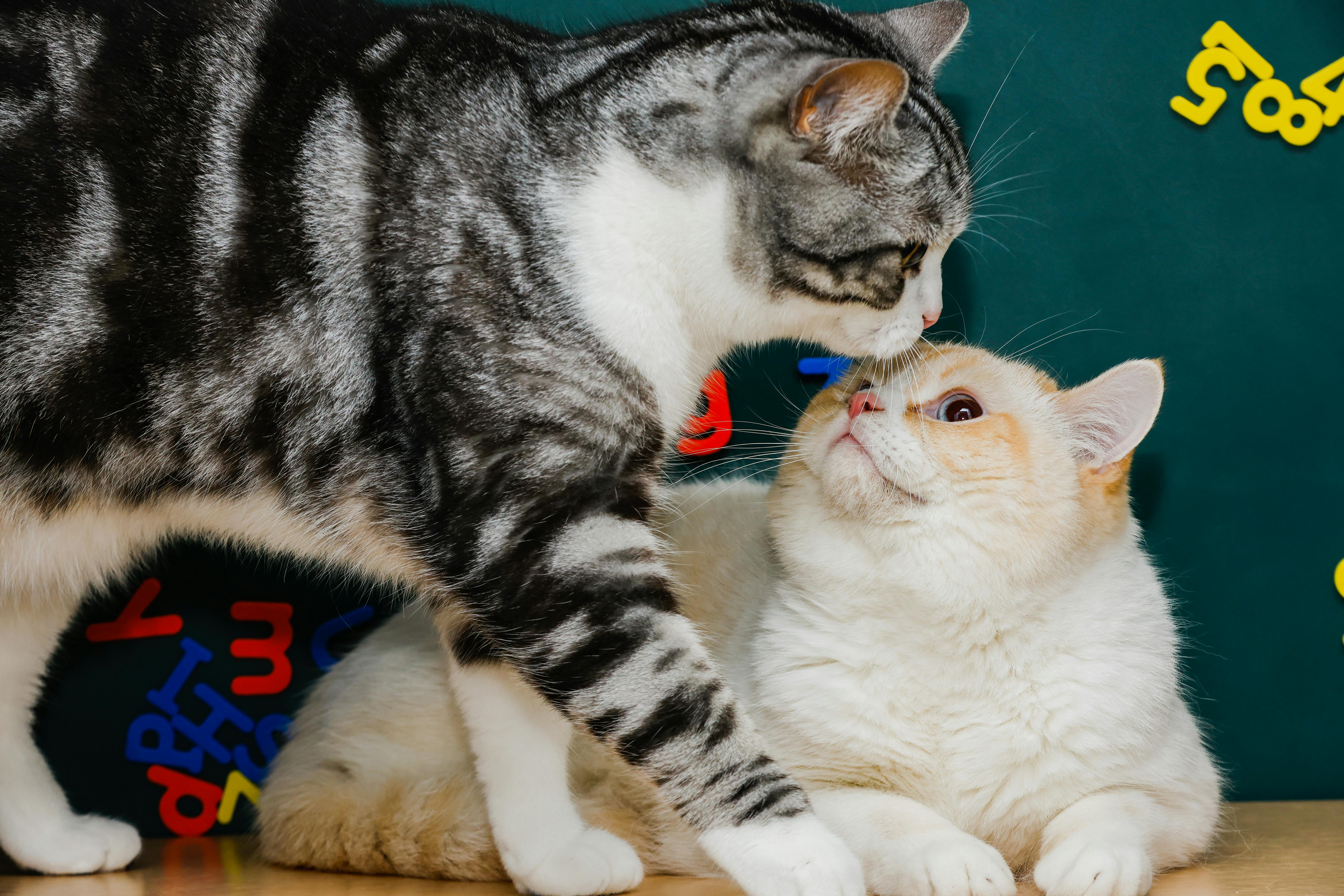 Playful Interaction Between Two Cats Indoors · Free Stock Photo