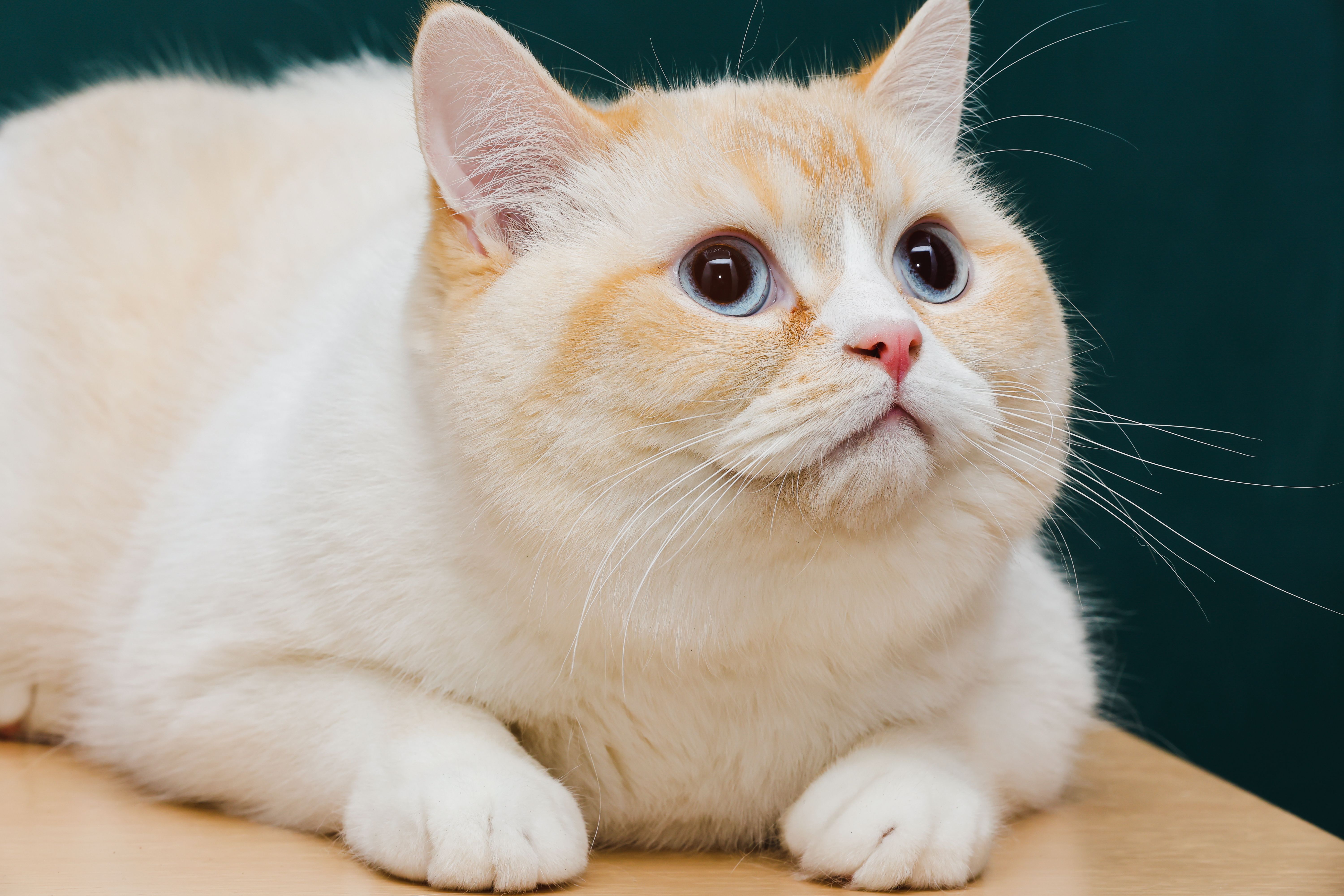 Close-Up of Adorable Cream-Colored Cat · Free Stock Photo