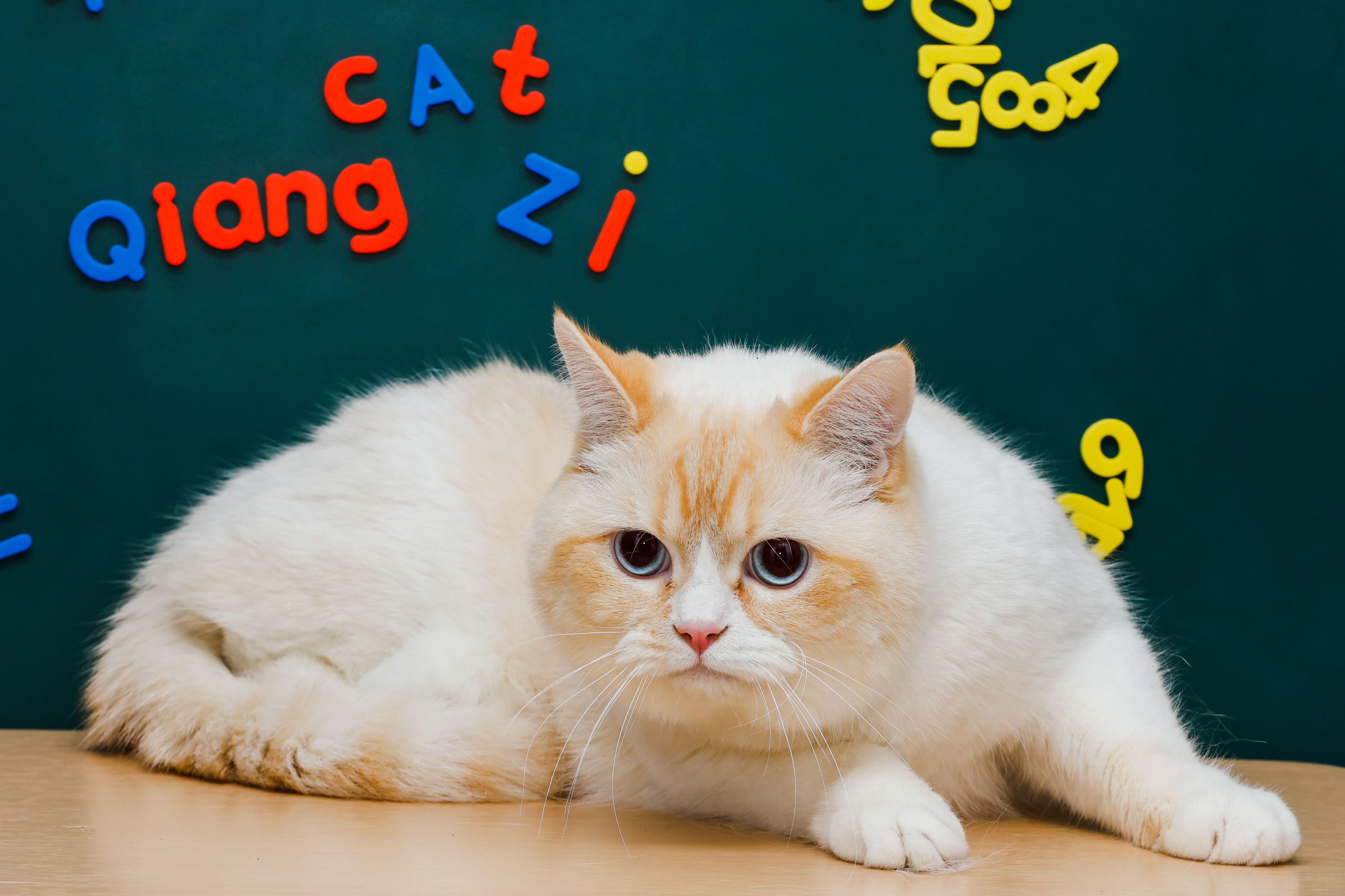 Poses Fofas De Gatos Com Letras Coloridas Do Alfabeto · Foto ...