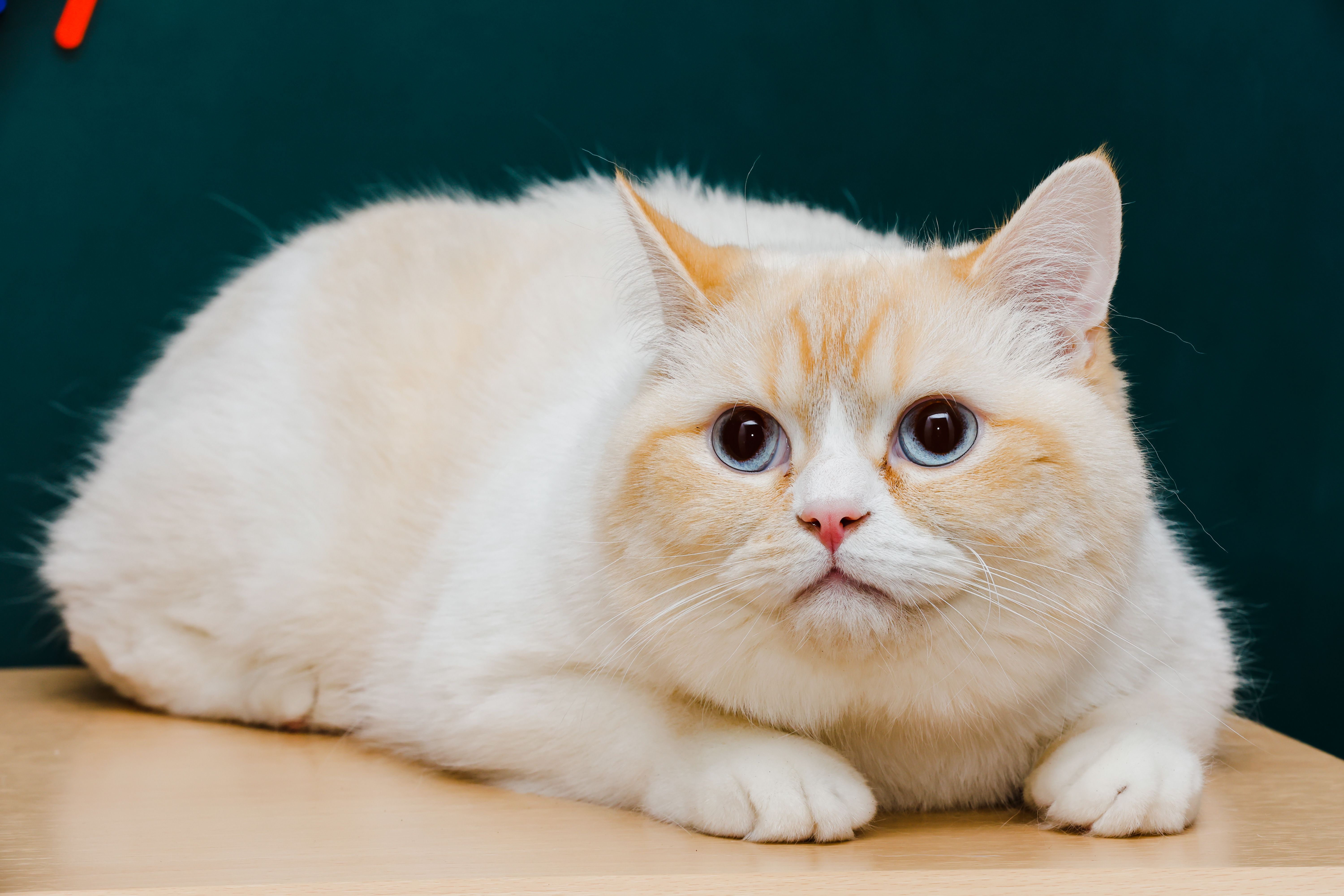 Playful Cream Colored British Shorthair Cat · Free Stock Photo