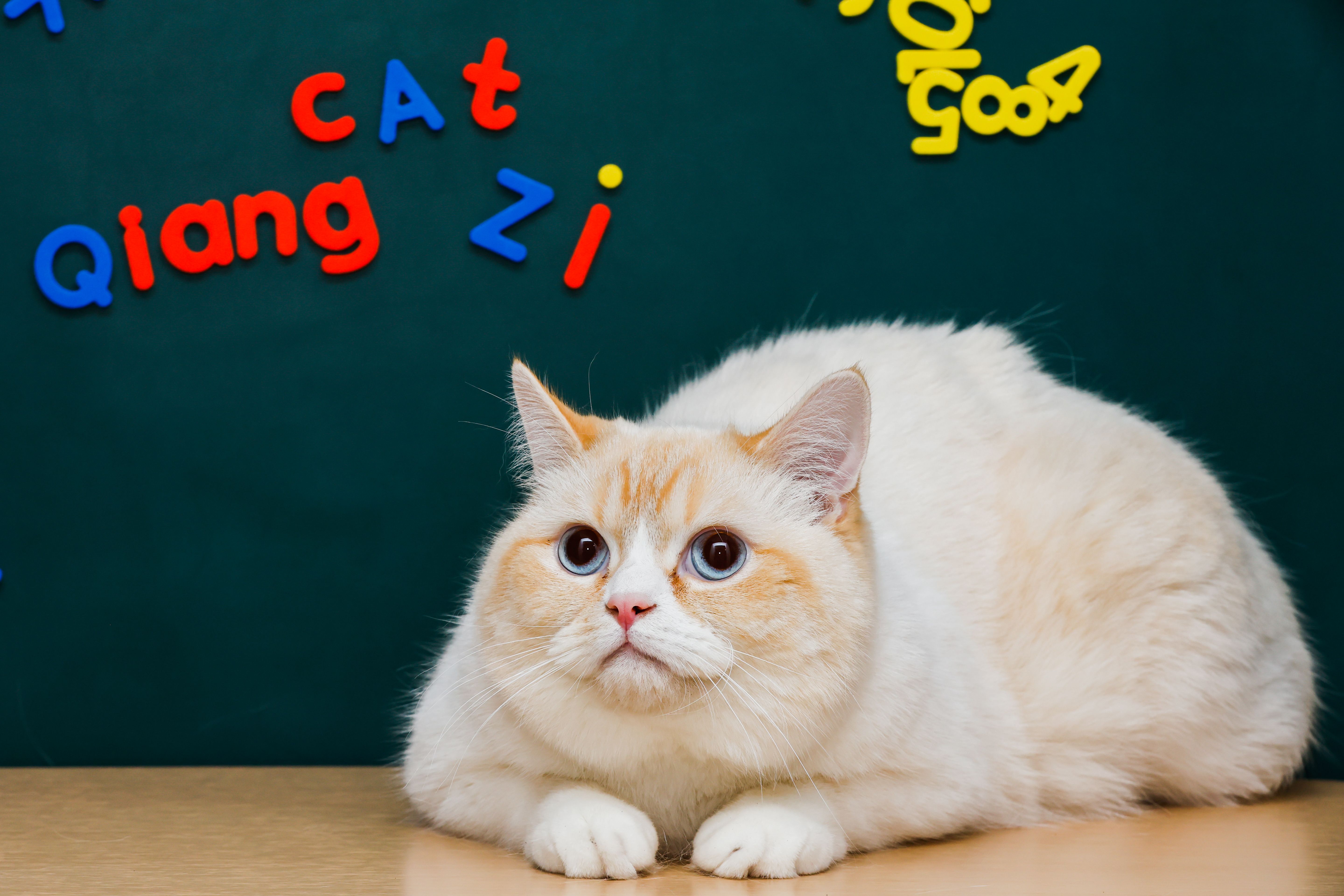 Adorable Gato Esponjoso Con Letras Coloridas Del Alfabeto · Foto de ...