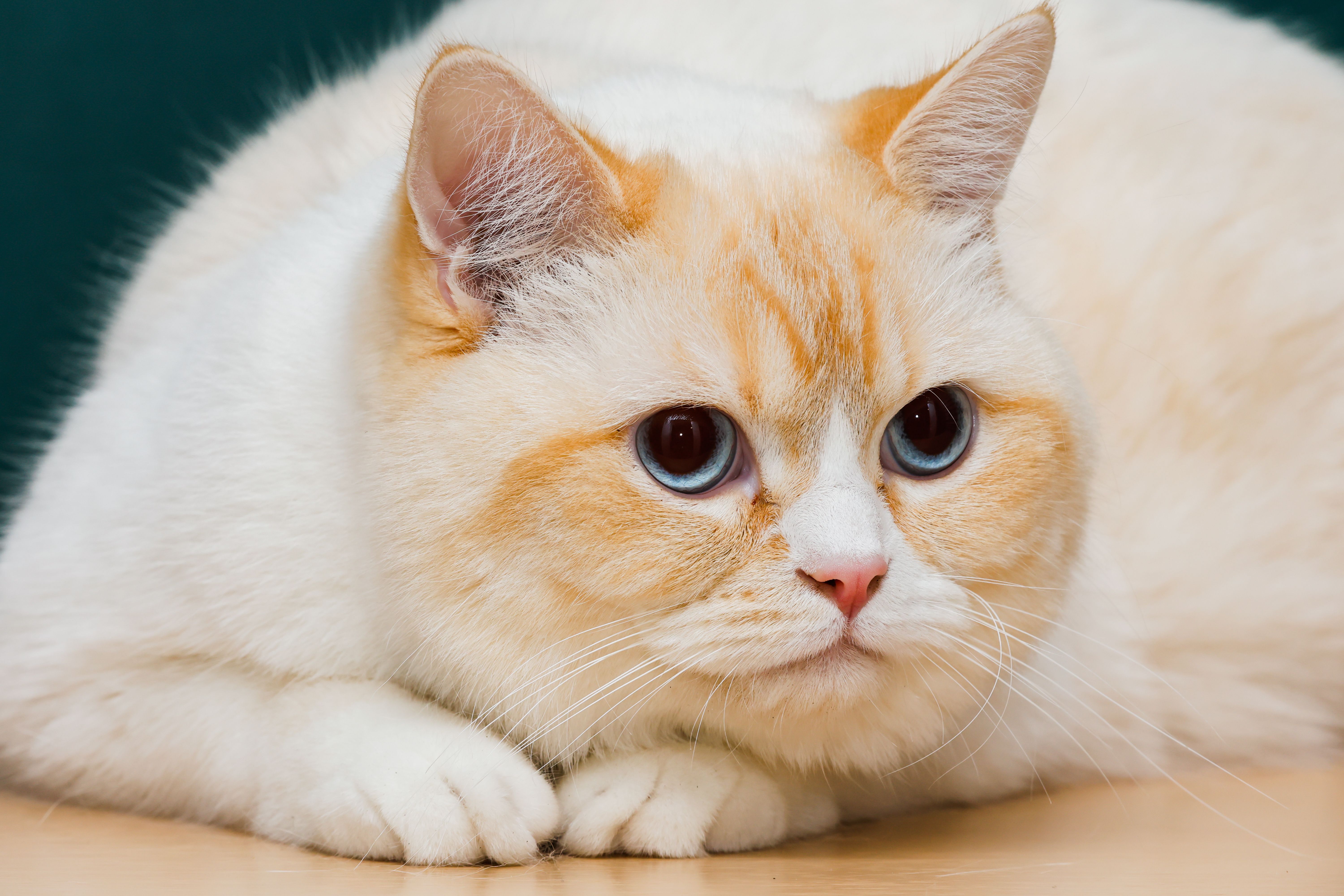 Close-up of a Fluffy Cream-colored Cat · Free Stock Photo