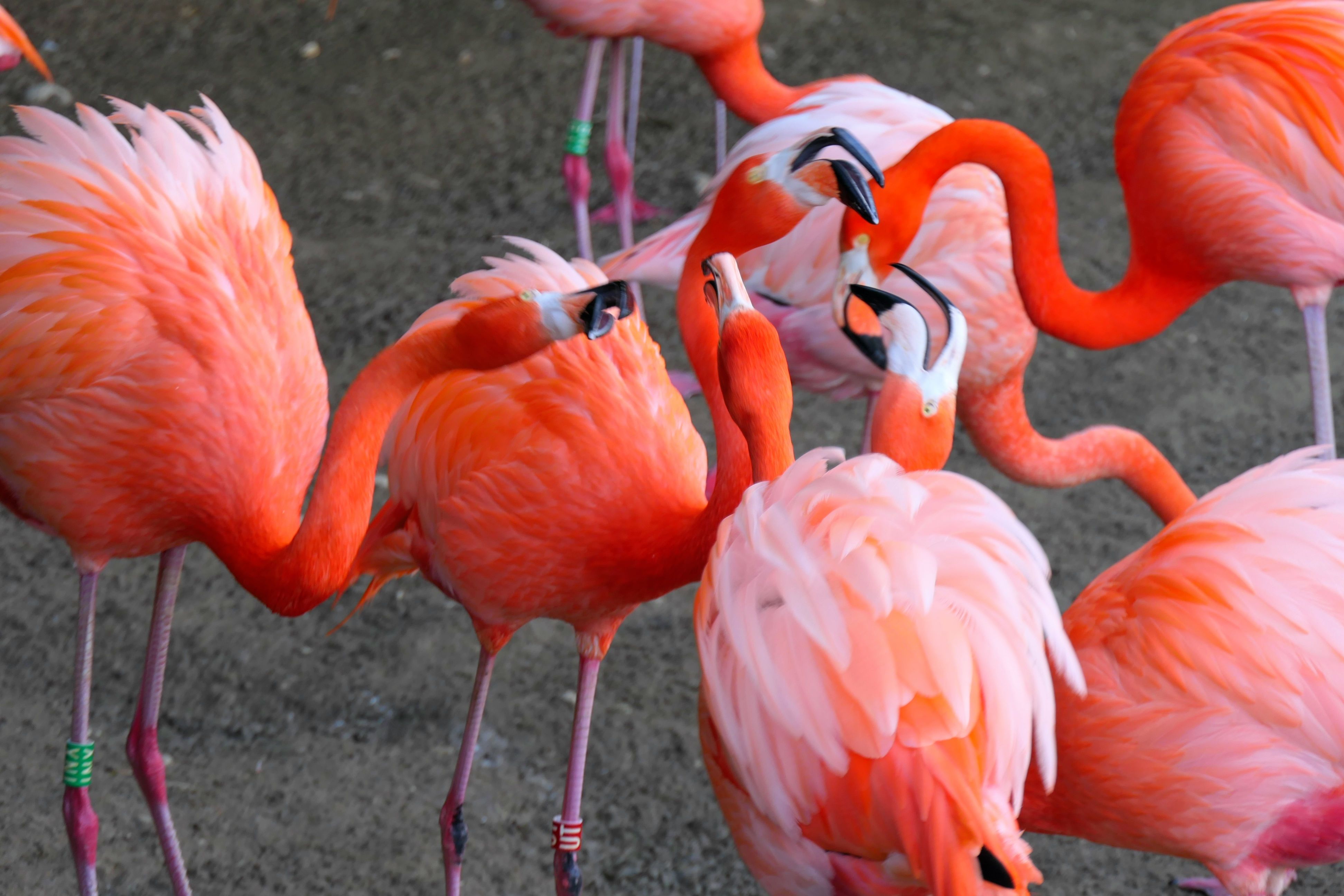Vibrant Flamingos Interacting in Natural Habitat · Free Stock Photo