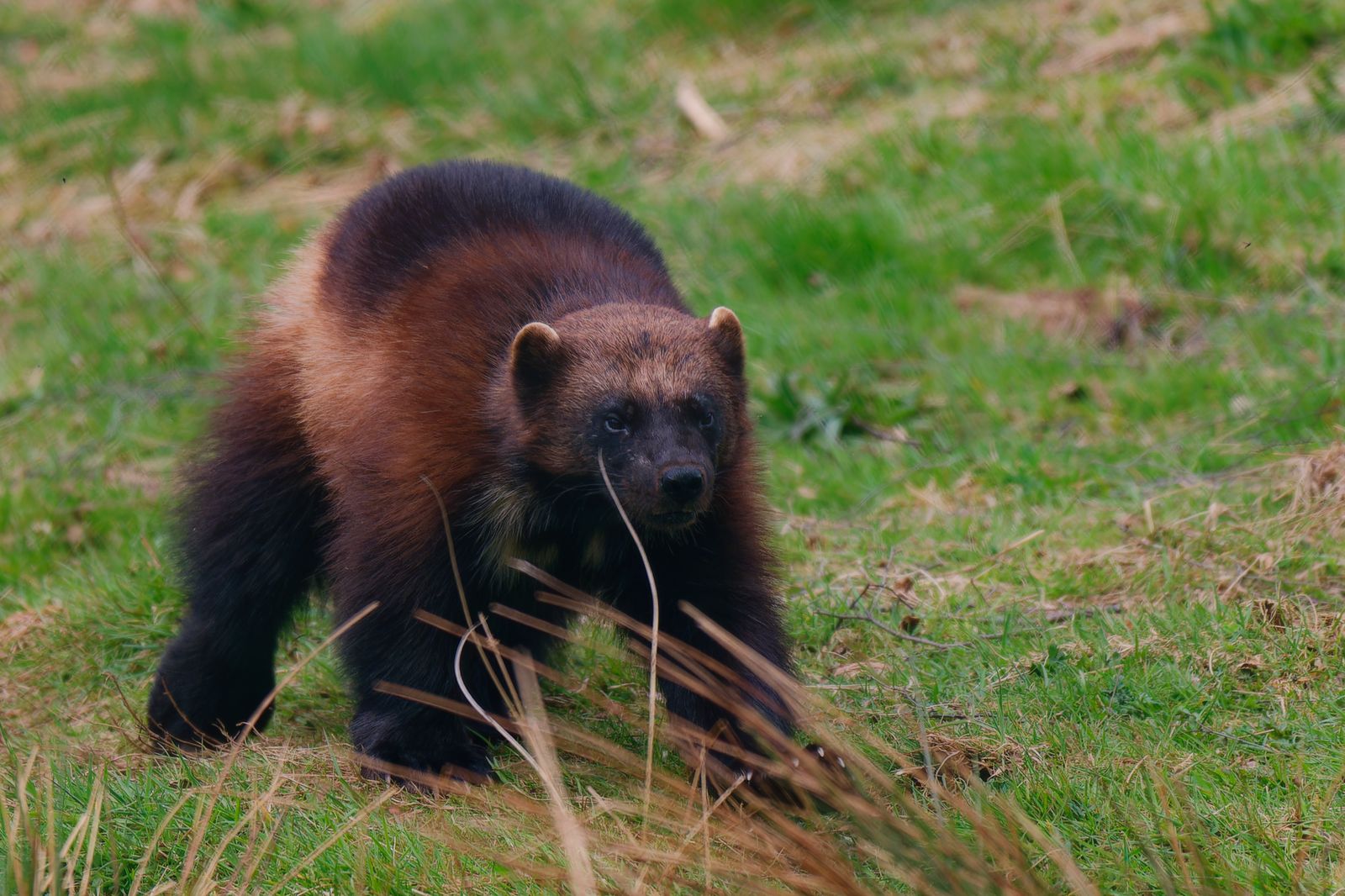 Wolverine Animal Photos, Download The BEST Free Wolverine Animal Stock ...