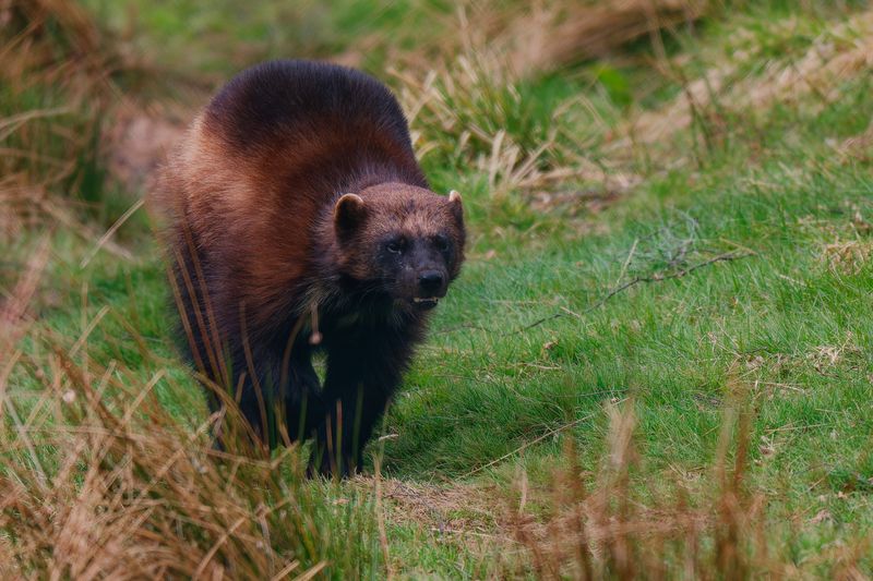 Wolverine Animal Photos, Download The BEST Free Wolverine Animal Stock ...