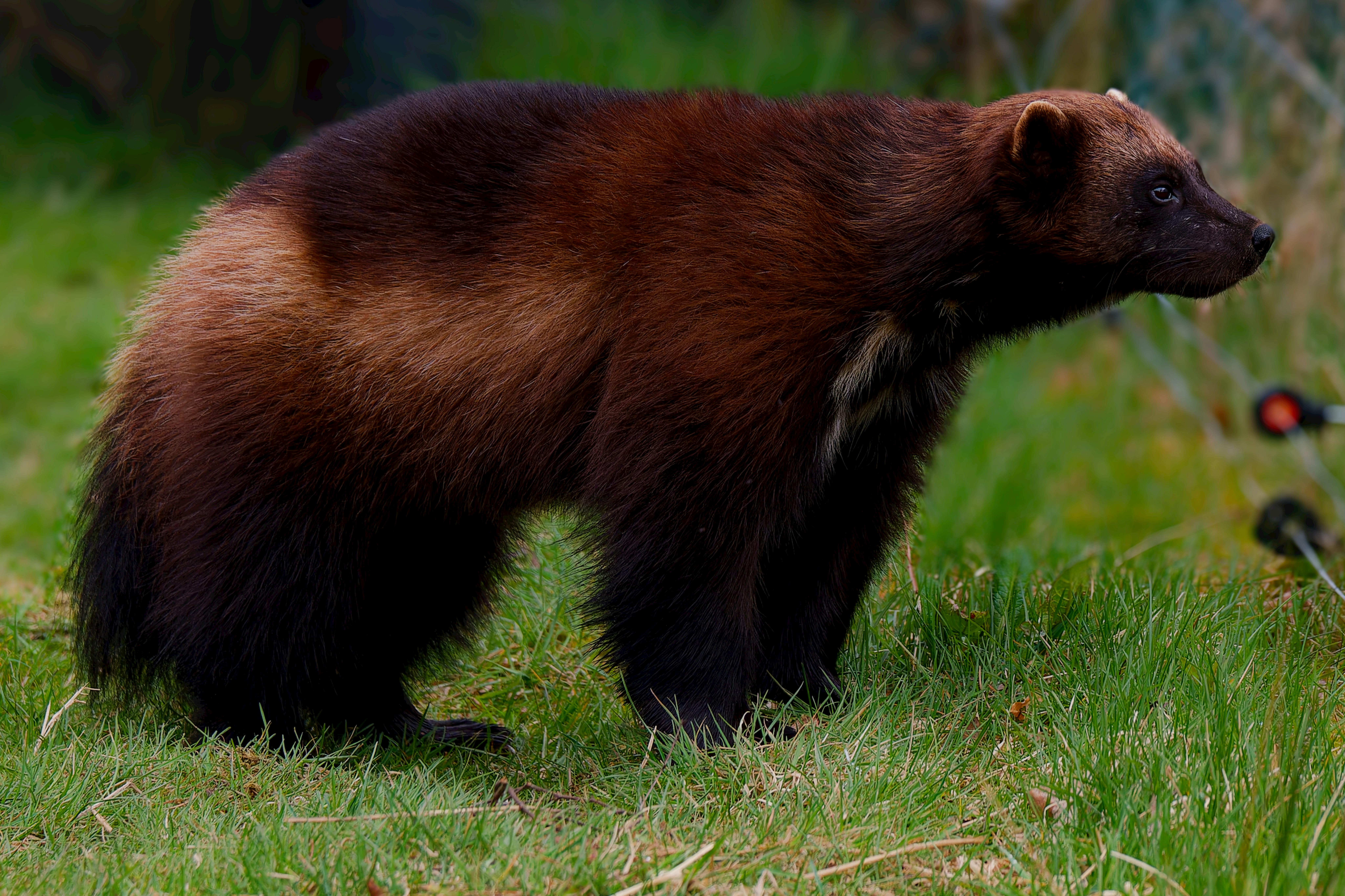 Close-up of a Wolverine in Natural Habitat · Free Stock Photo