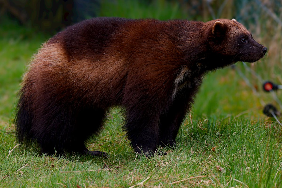 Wolverine Animal Photos, Download The BEST Free Wolverine Animal Stock ...