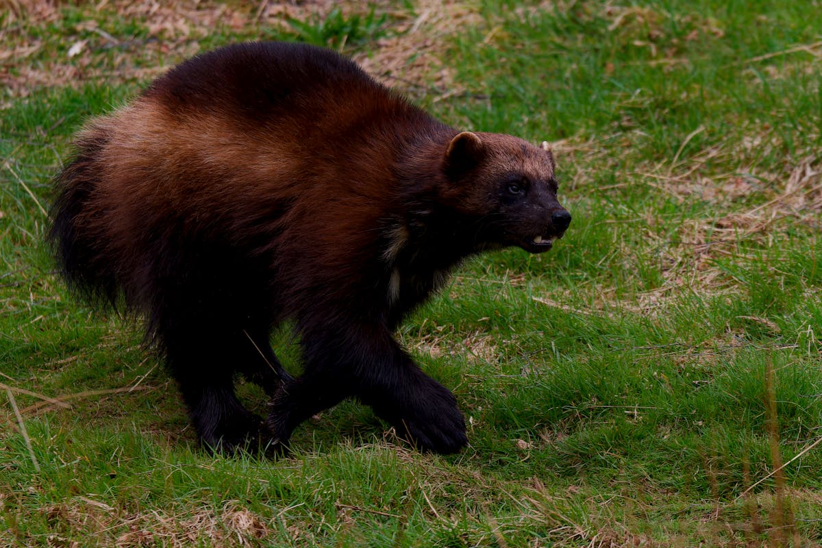Wolverine Animal Photos, Download The BEST Free Wolverine Animal Stock ...