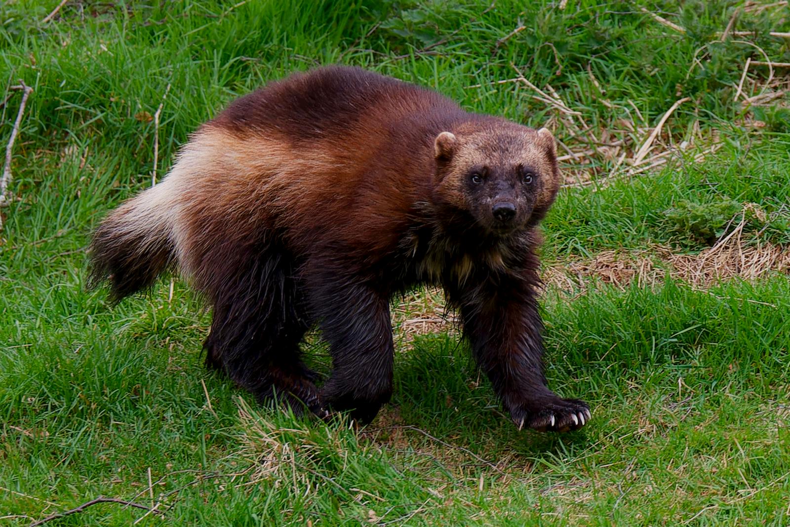 Wolverine Animal Photos, Download The BEST Free Wolverine Animal Stock ...
