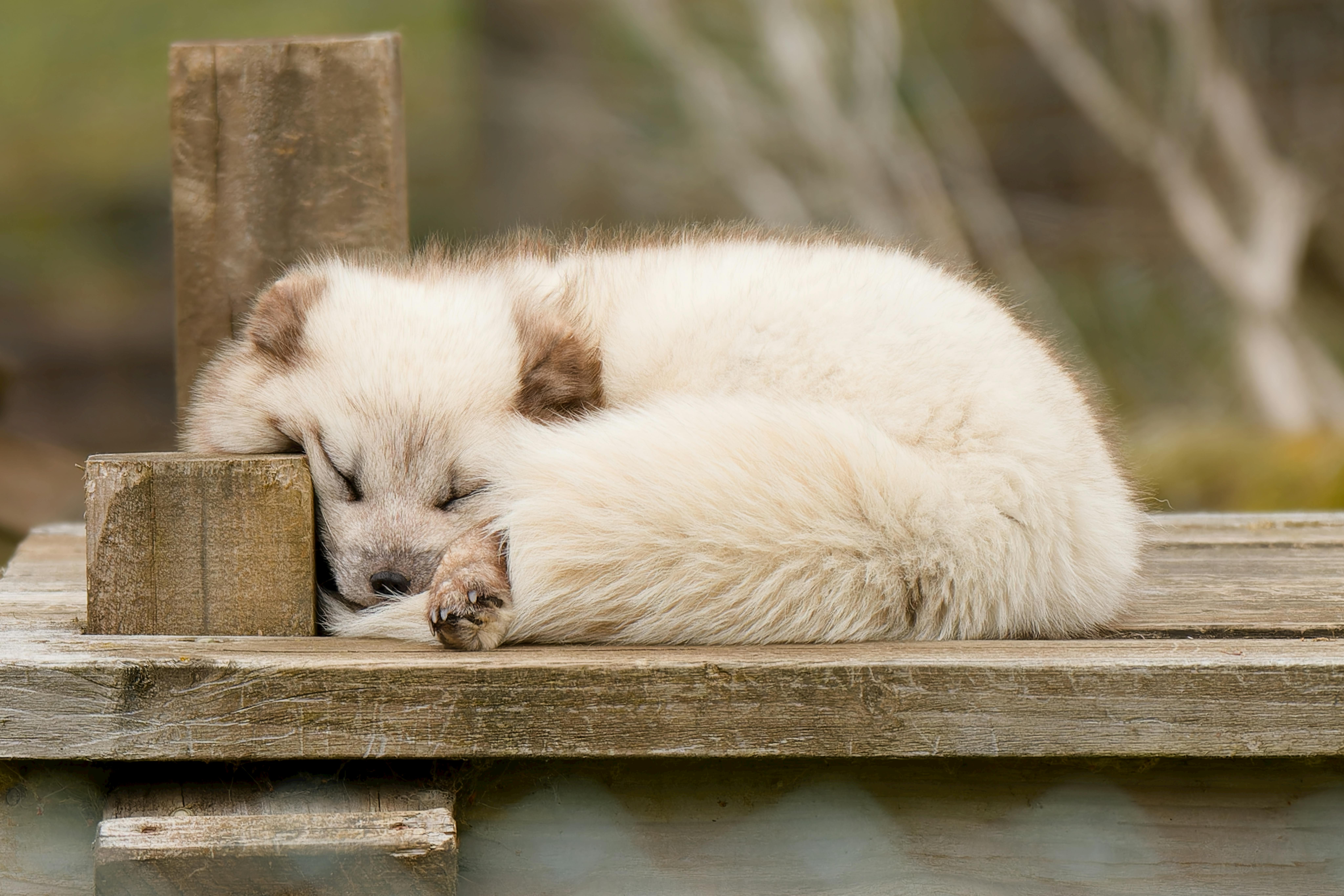 Fox Seeds Photos, Download The BEST Free Fox Seeds Stock Photos & HD Images