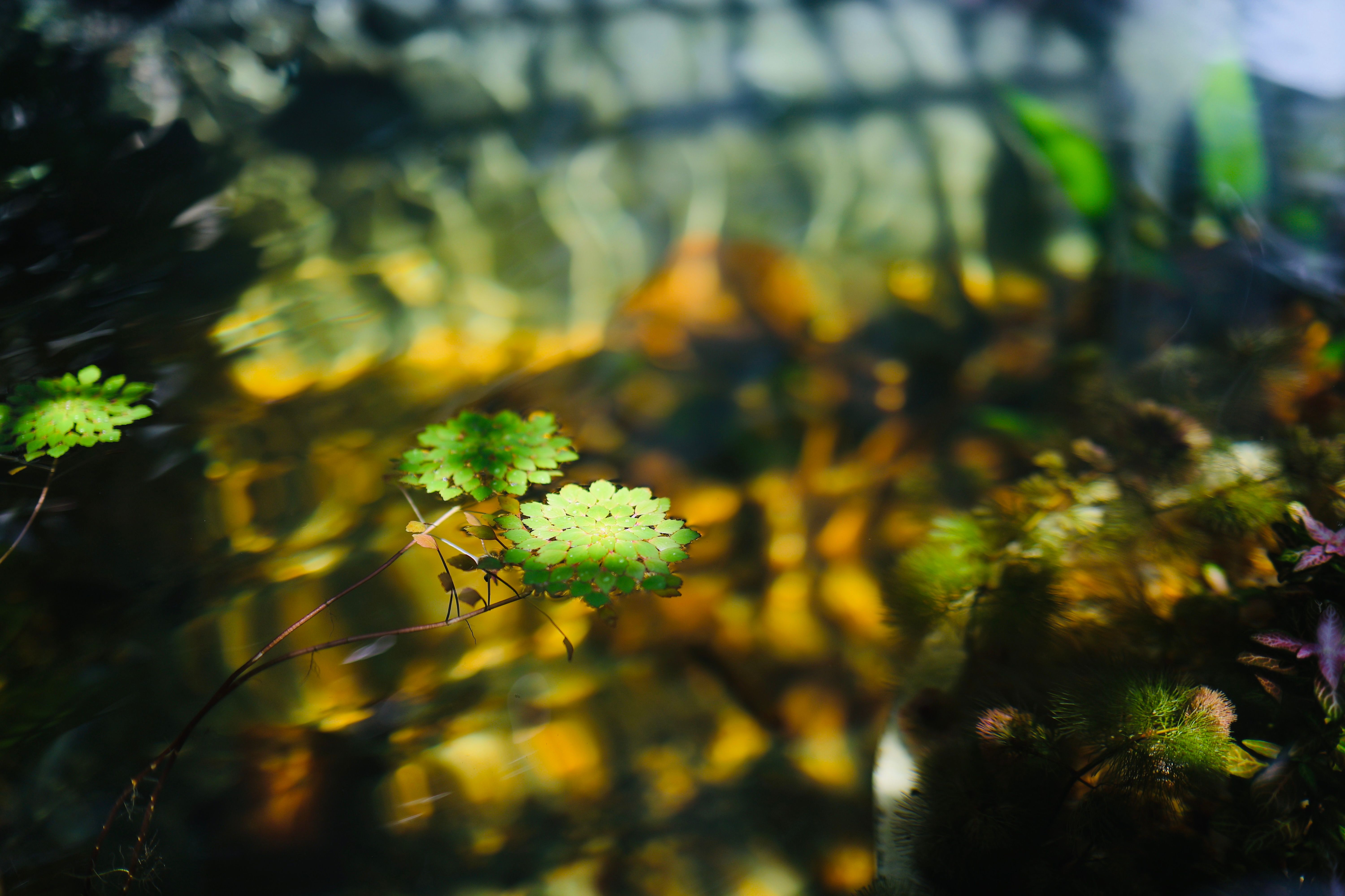 Aquatic Landscape Photos, Download The BEST Free Aquatic Landscape ...