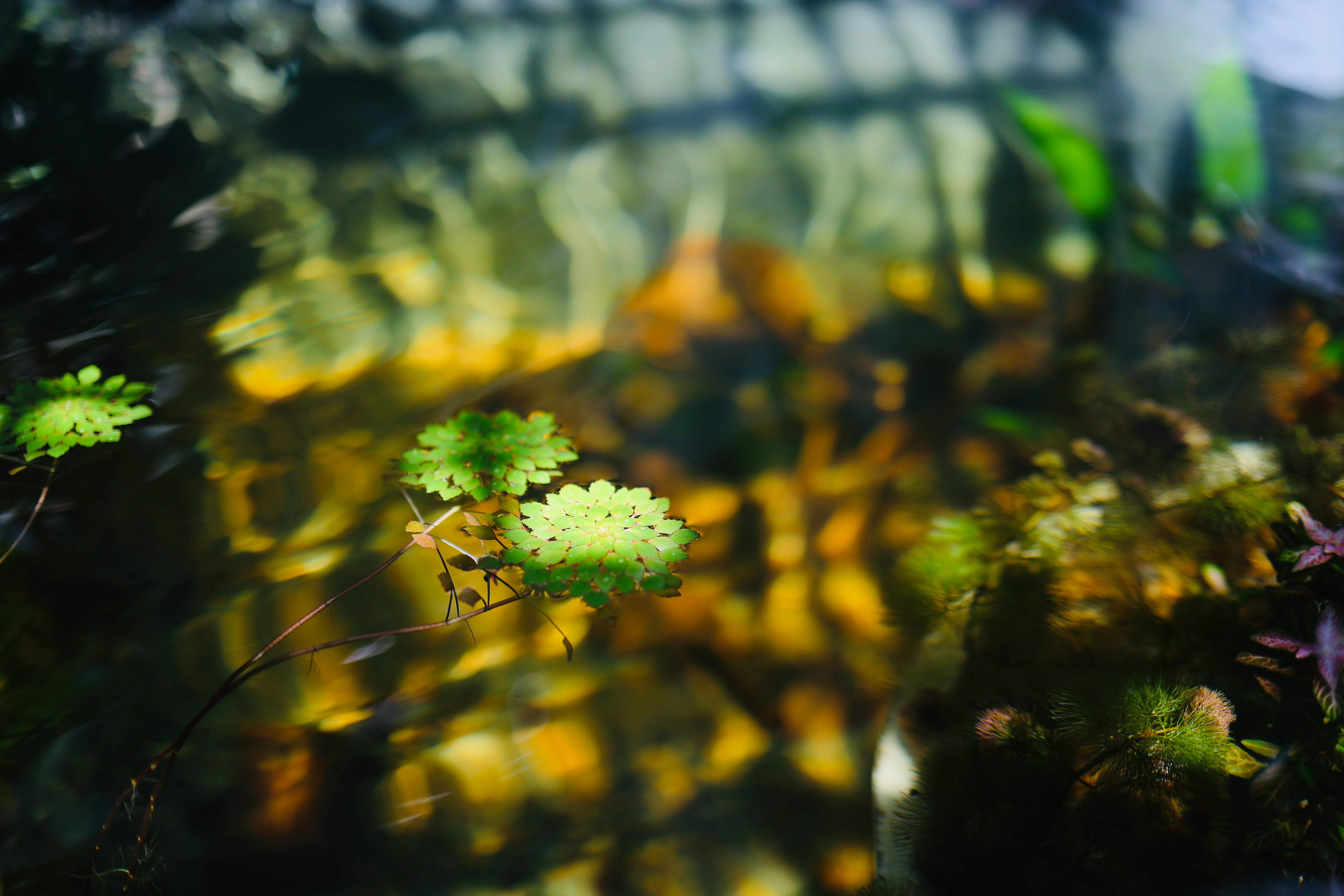 Underwater Freshwater Photos, Download The BEST Free Underwater ...