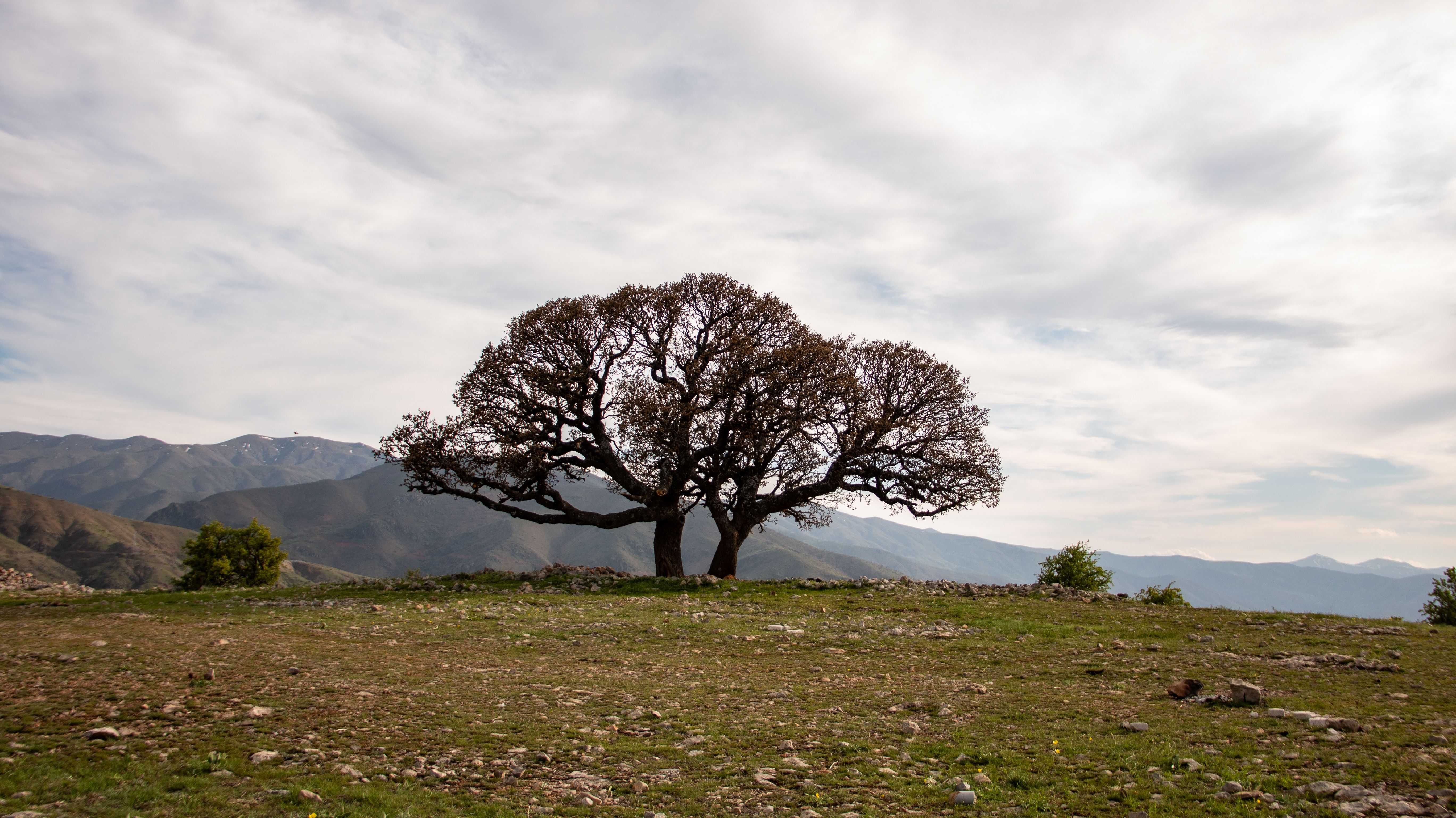 Lonely Oak Tree in Turkish Mountain Landscape · Free Stock Photo