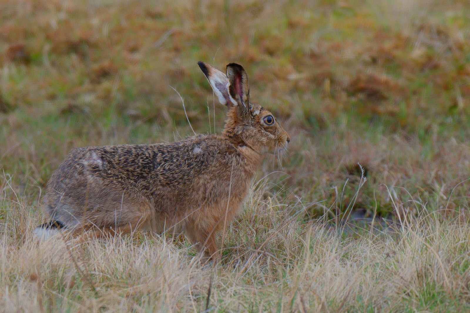 Hare Photos, Download The BEST Free Hare Stock Photos & HD Images