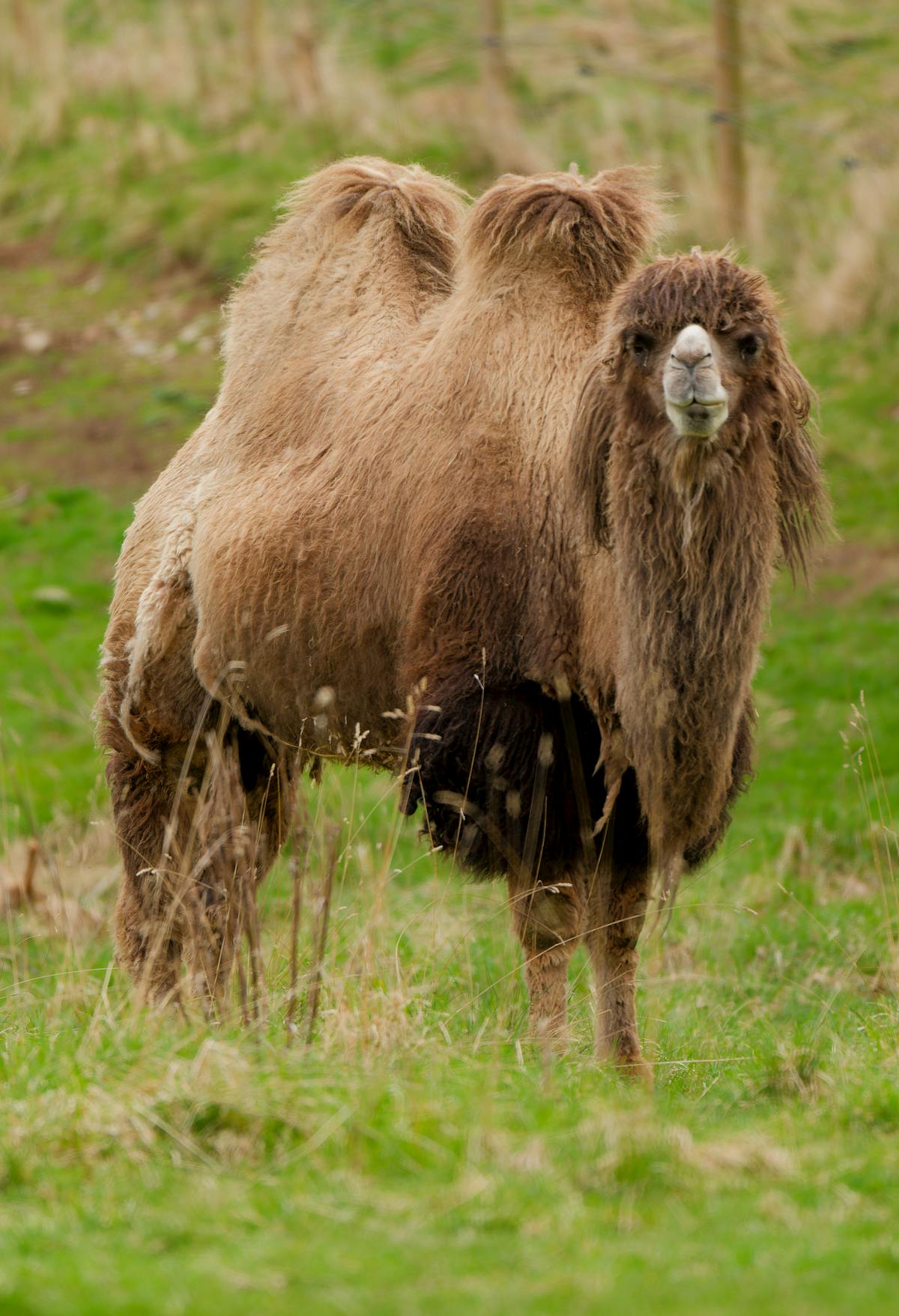 Marcia+Brady+Camel+Toe+Pic Photos, Download The BEST Free Marcia+Brady ...