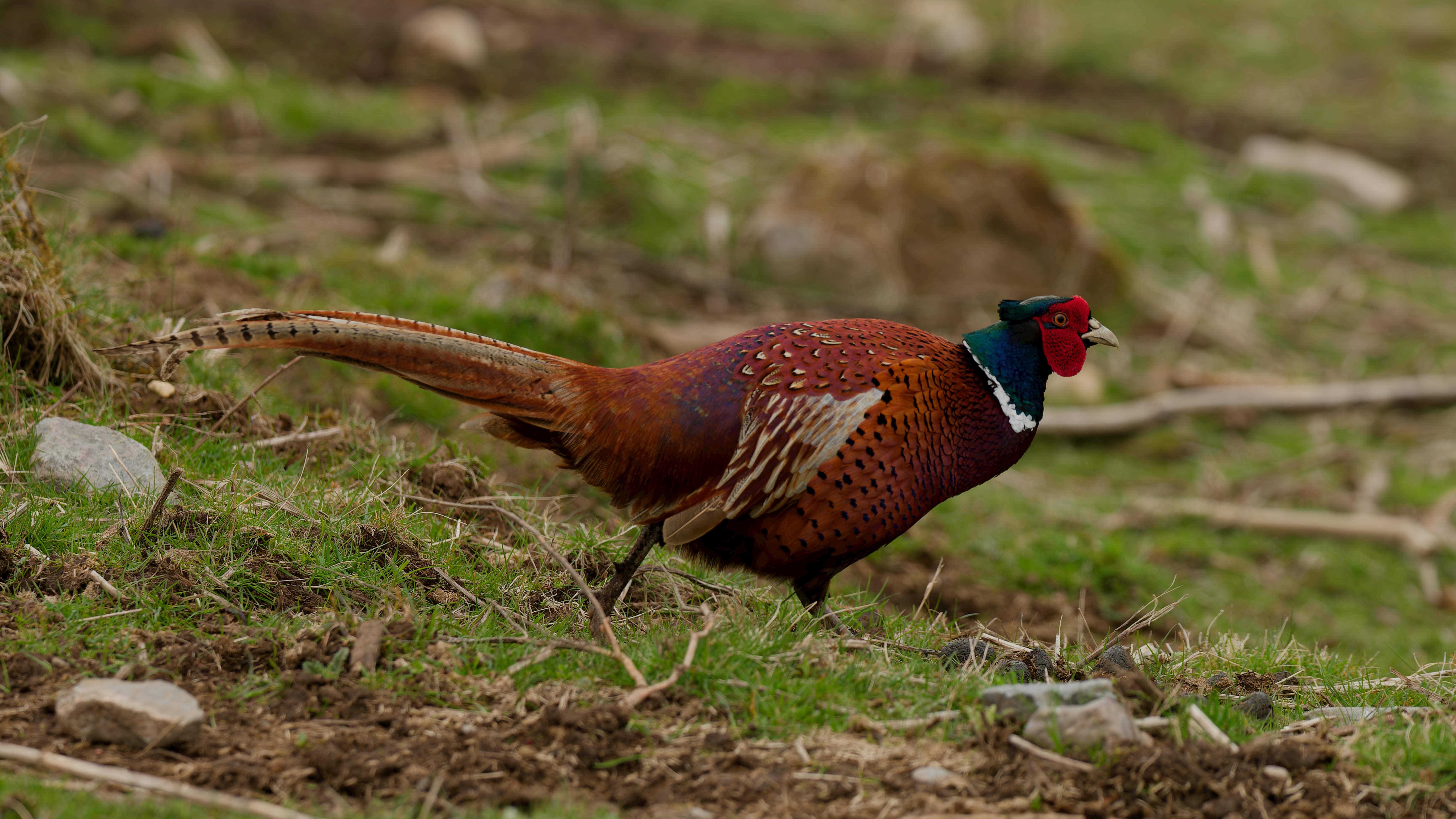 Colorful Pheasant in Natural Habitat Displaying Plumage · Free Stock Photo