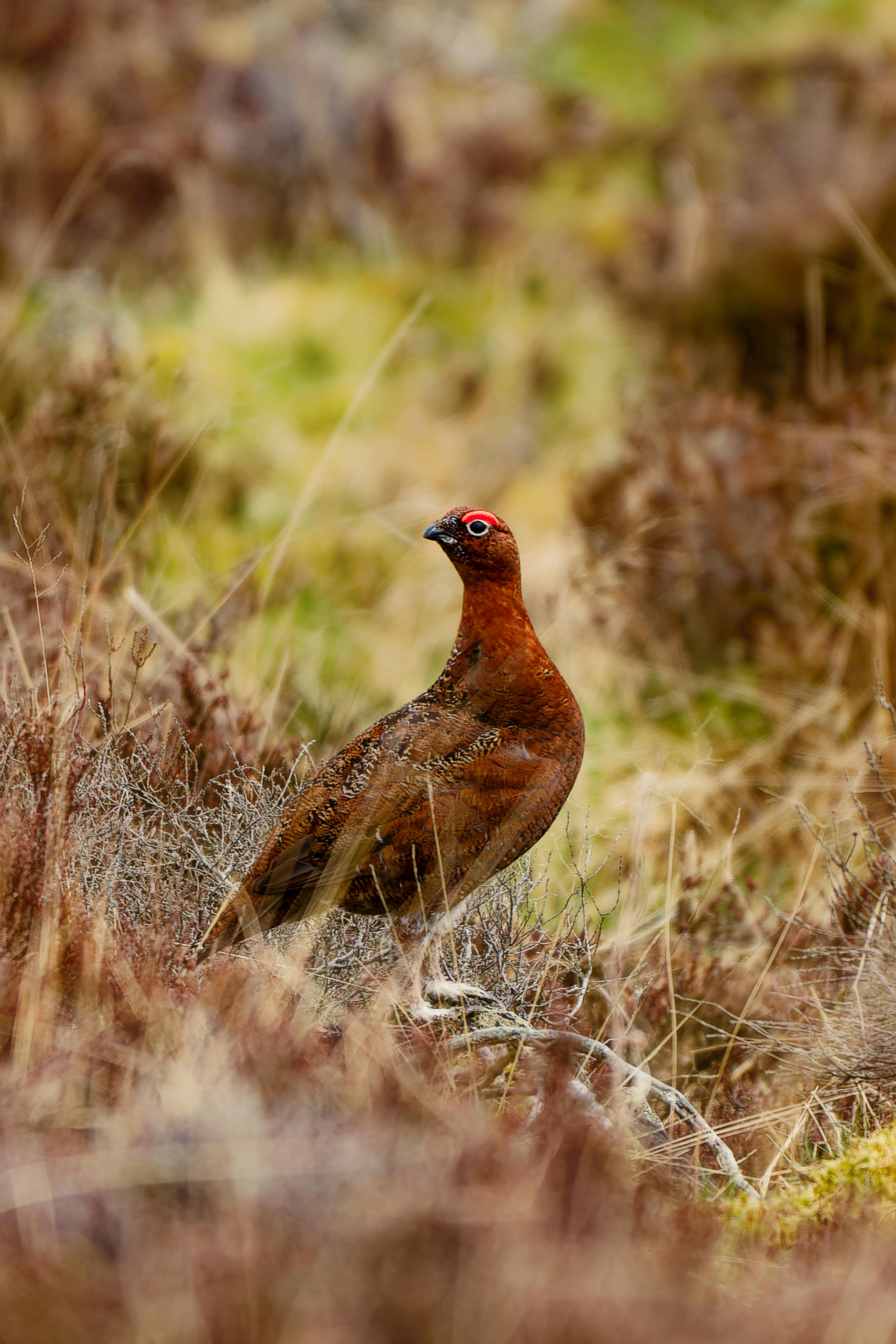 Red Grouse in Natural Scottish Habitat · Free Stock Photo