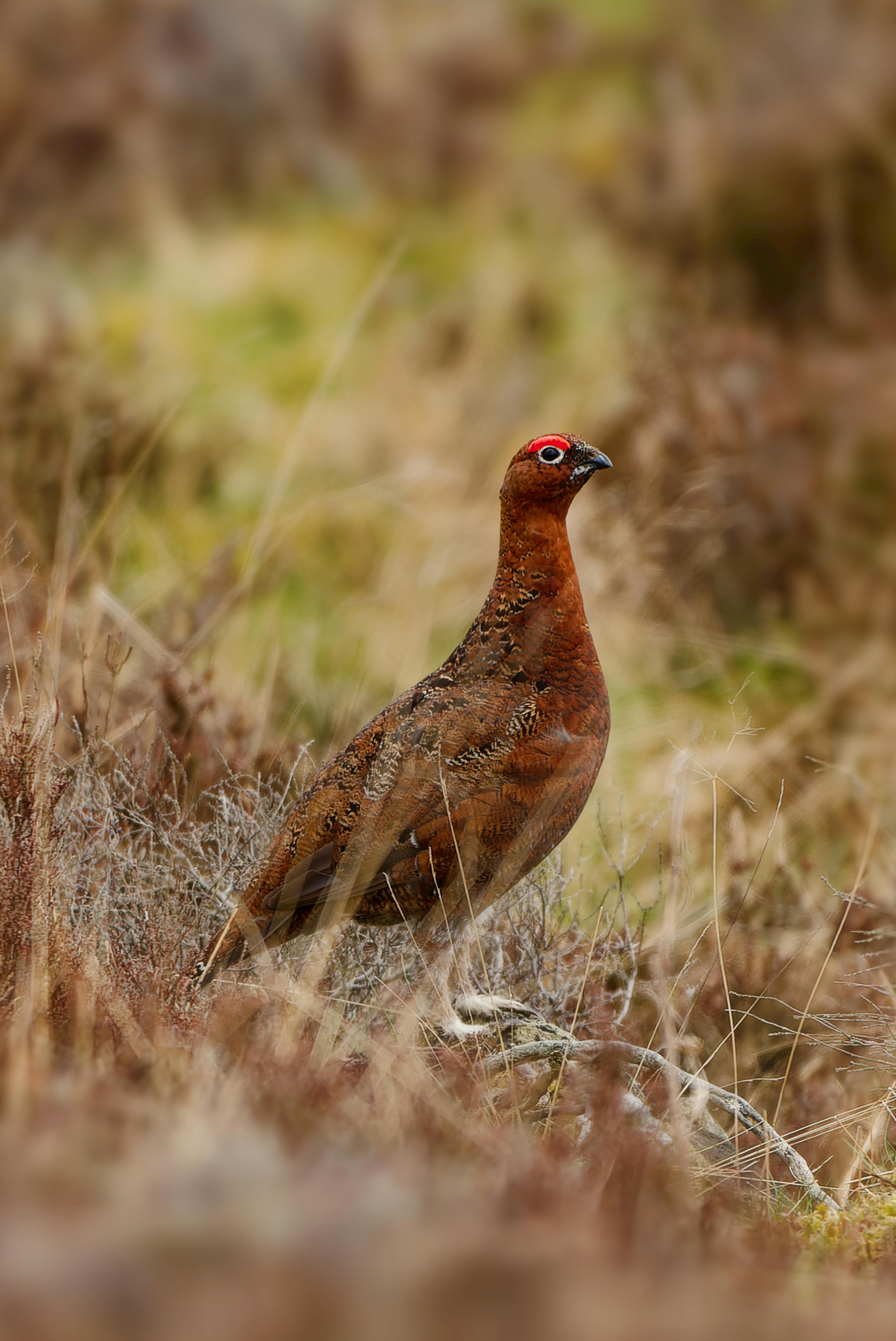 Close-up of a Red Grouse in Natural Habitat · Free Stock Photo