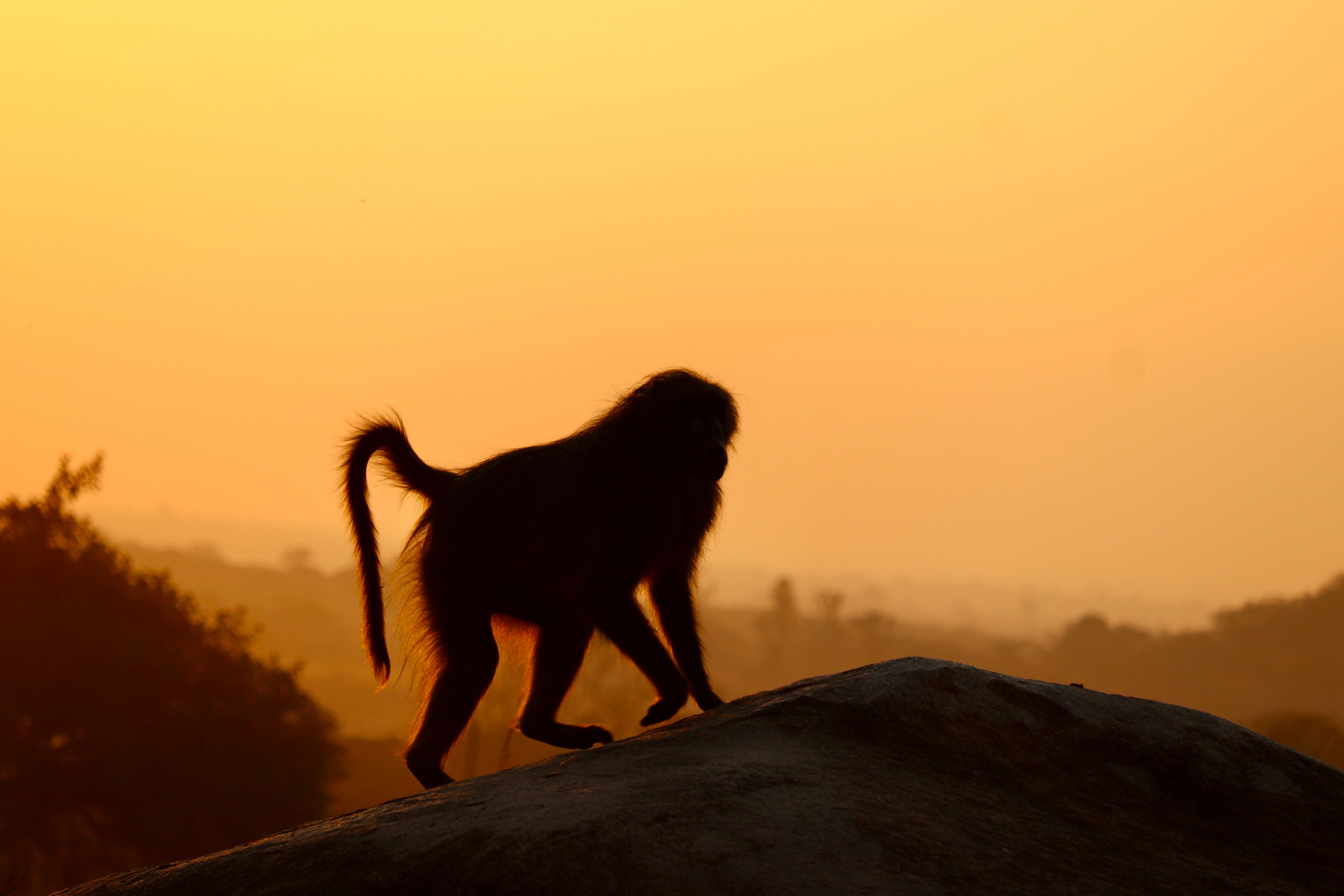 Silhouette of Baboon at Sunset in Zimbabwe · Free Stock Photo