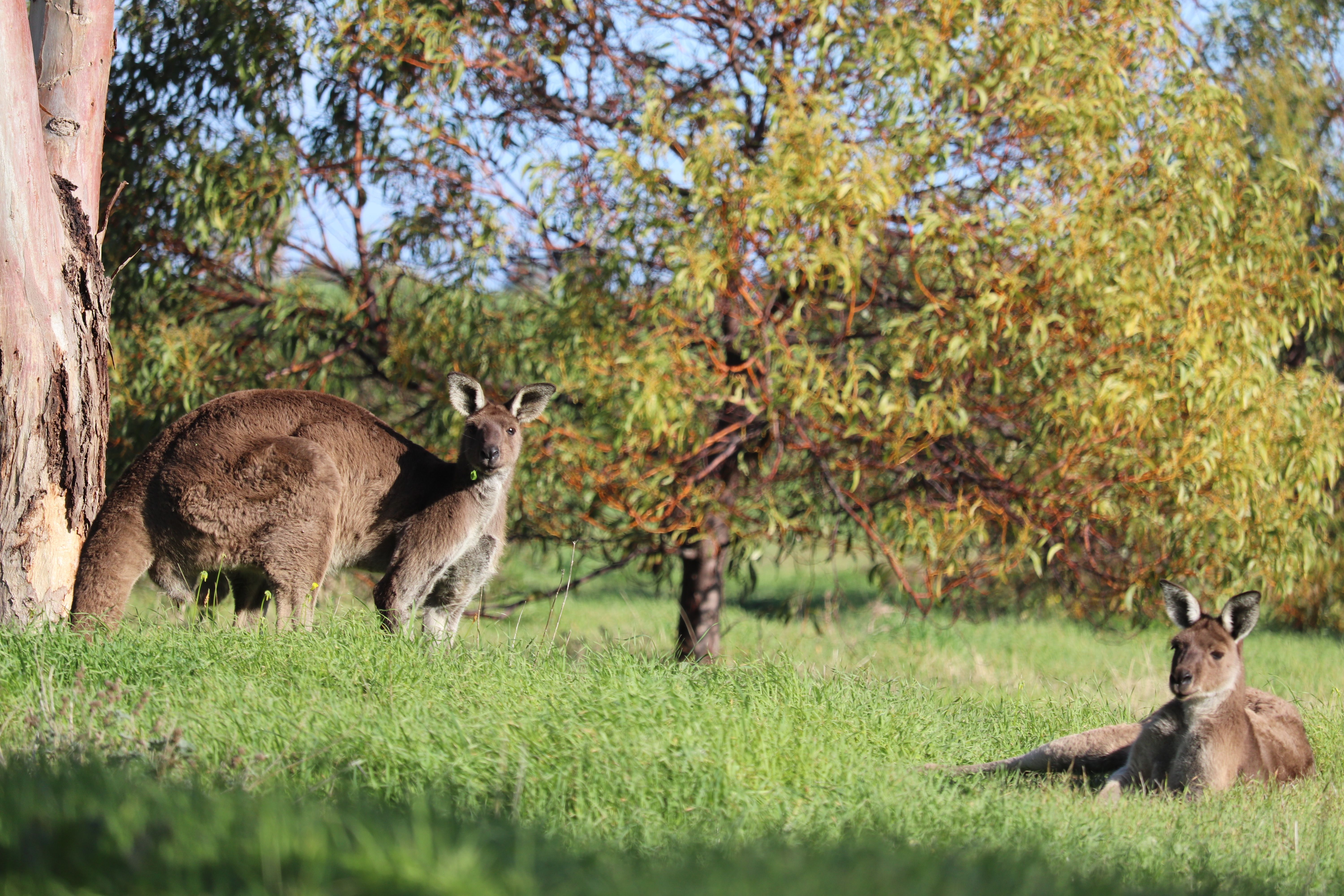 Australia Biodiversity Photos, Download The BEST Free Australia ...